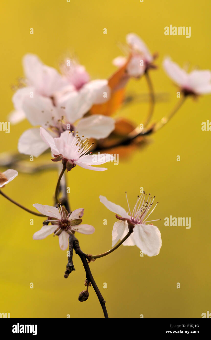 Exuberant hi-res stock photography and images - Alamy