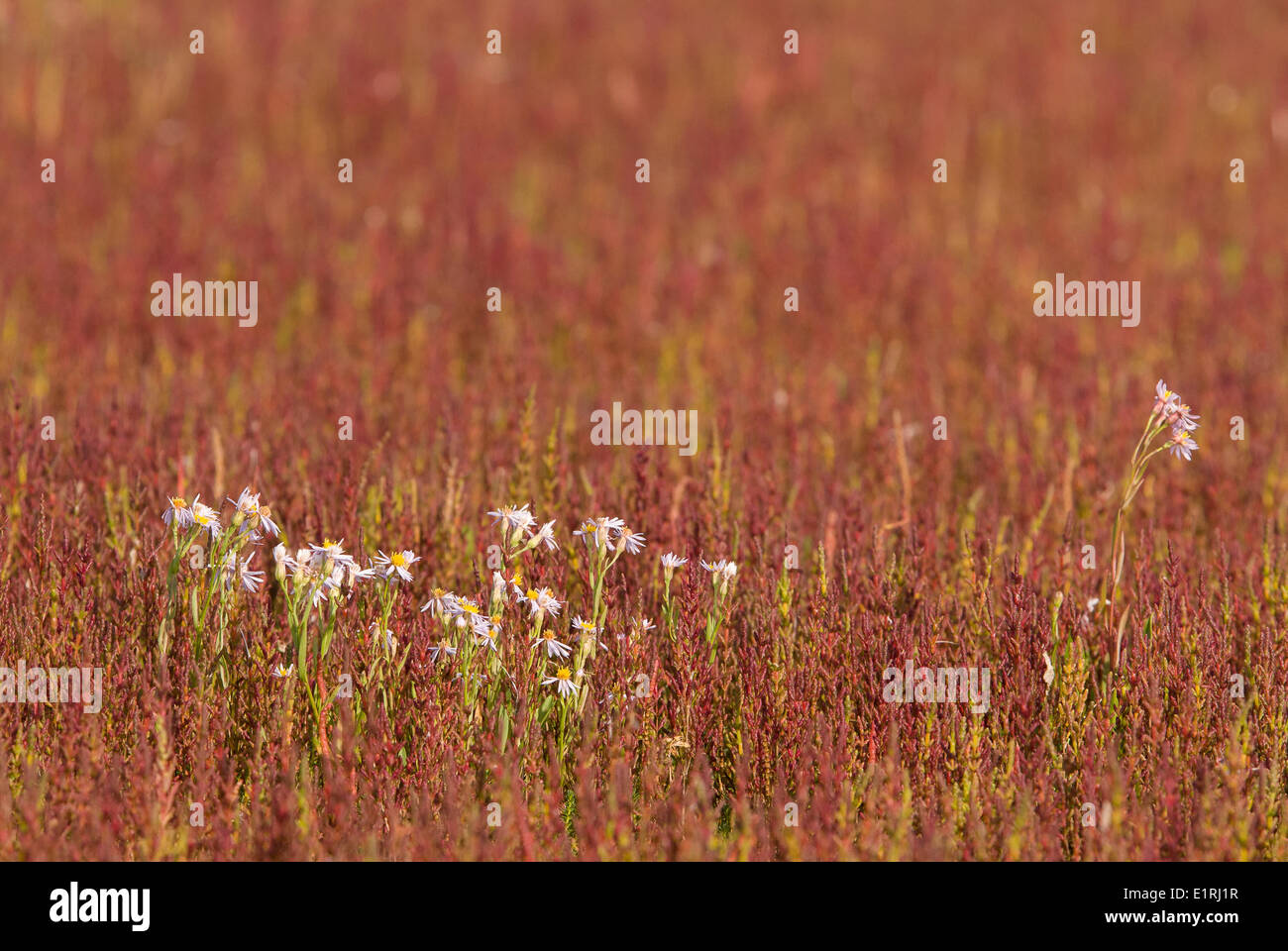Red field salicornia hi-res stock photography and images - Alamy