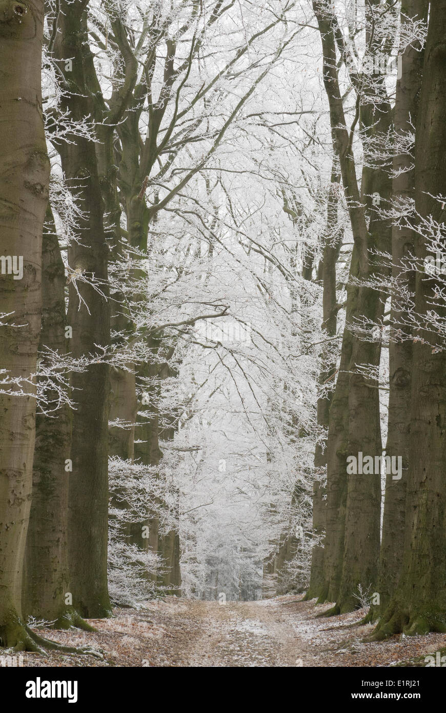 Frosty natura hi-res stock photography and images - Alamy