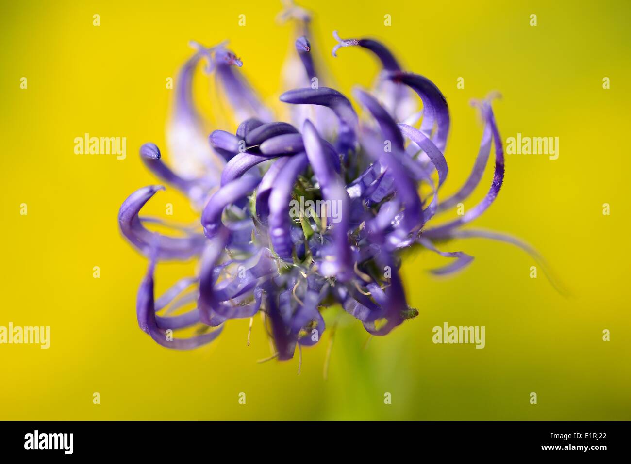 Flowering Round-headed Rampion Stock Photo - Alamy