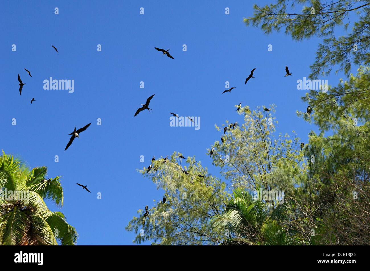 Great Frigatebirds at roosting area Stock Photo - Alamy