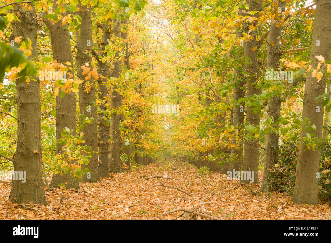 Holland tree line avenue hi-res stock photography and images - Alamy