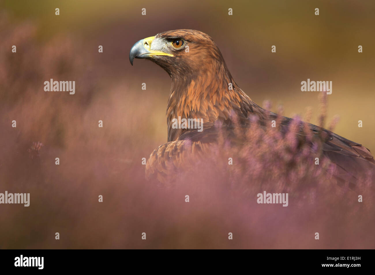 A Golden Eagle seen through heather Stock Photo - Alamy