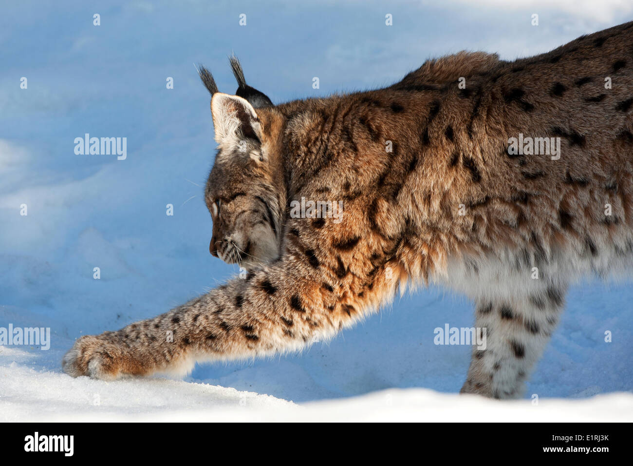 Lynx lynx snow woods hi-res stock photography and images - Alamy