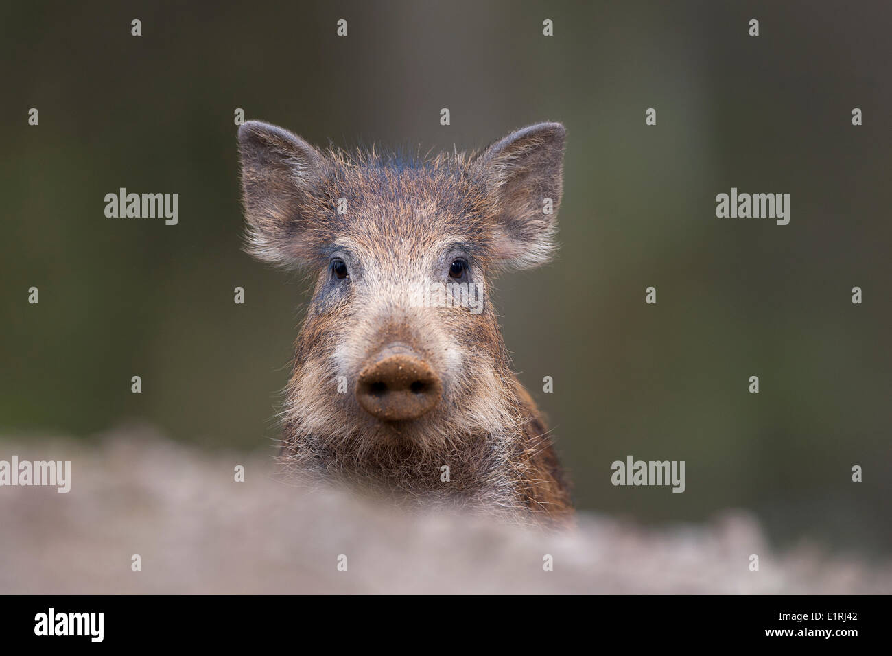 Portrait of a piglet of a Wild boar Stock Photo - Alamy