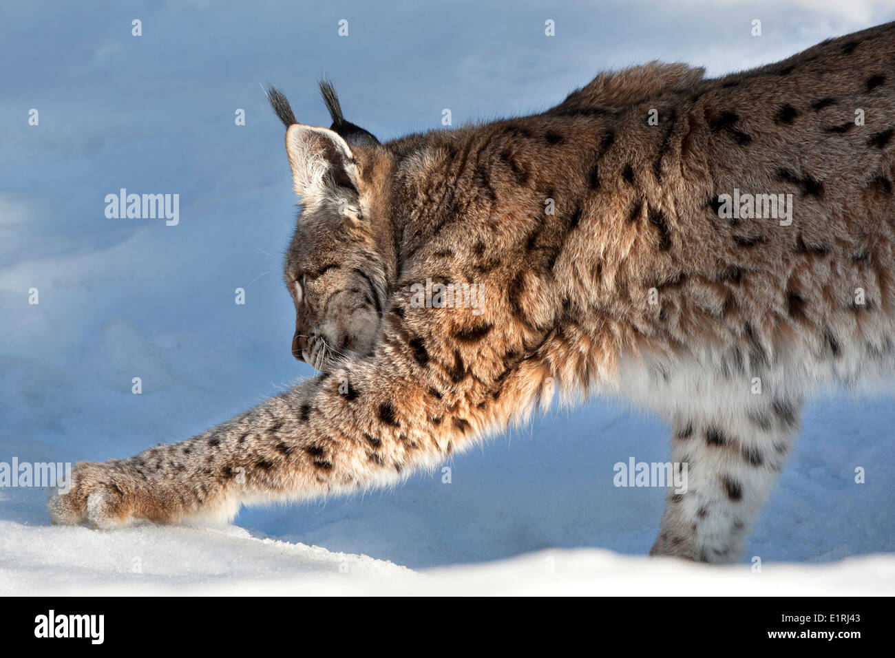 Mountain lynx hi-res stock photography and images - Alamy
