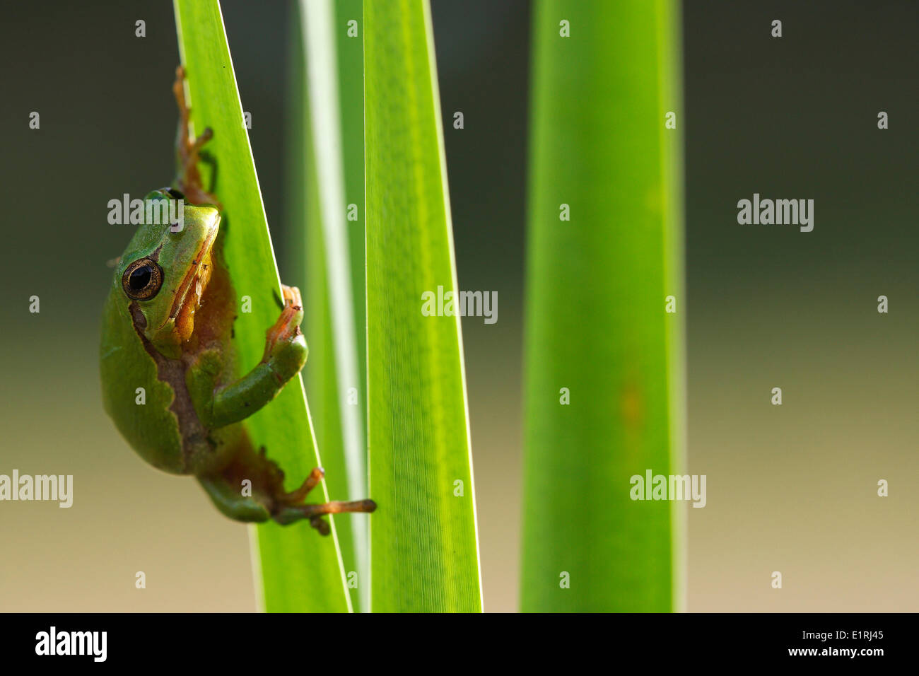 Common reed frogs hi-res stock photography and images - Alamy