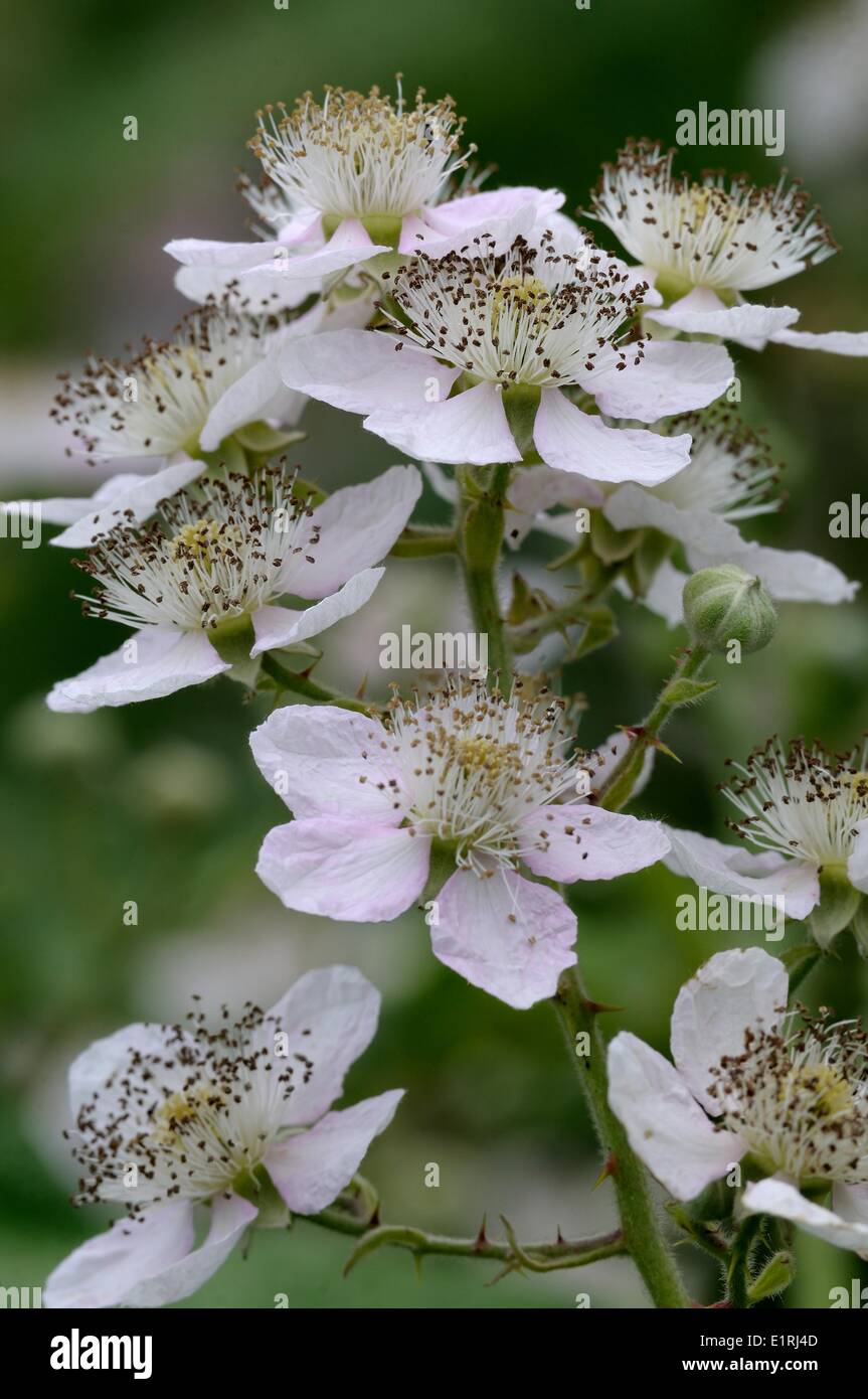 Inflorescence of the Common Blackberry Stock Photo - Alamy