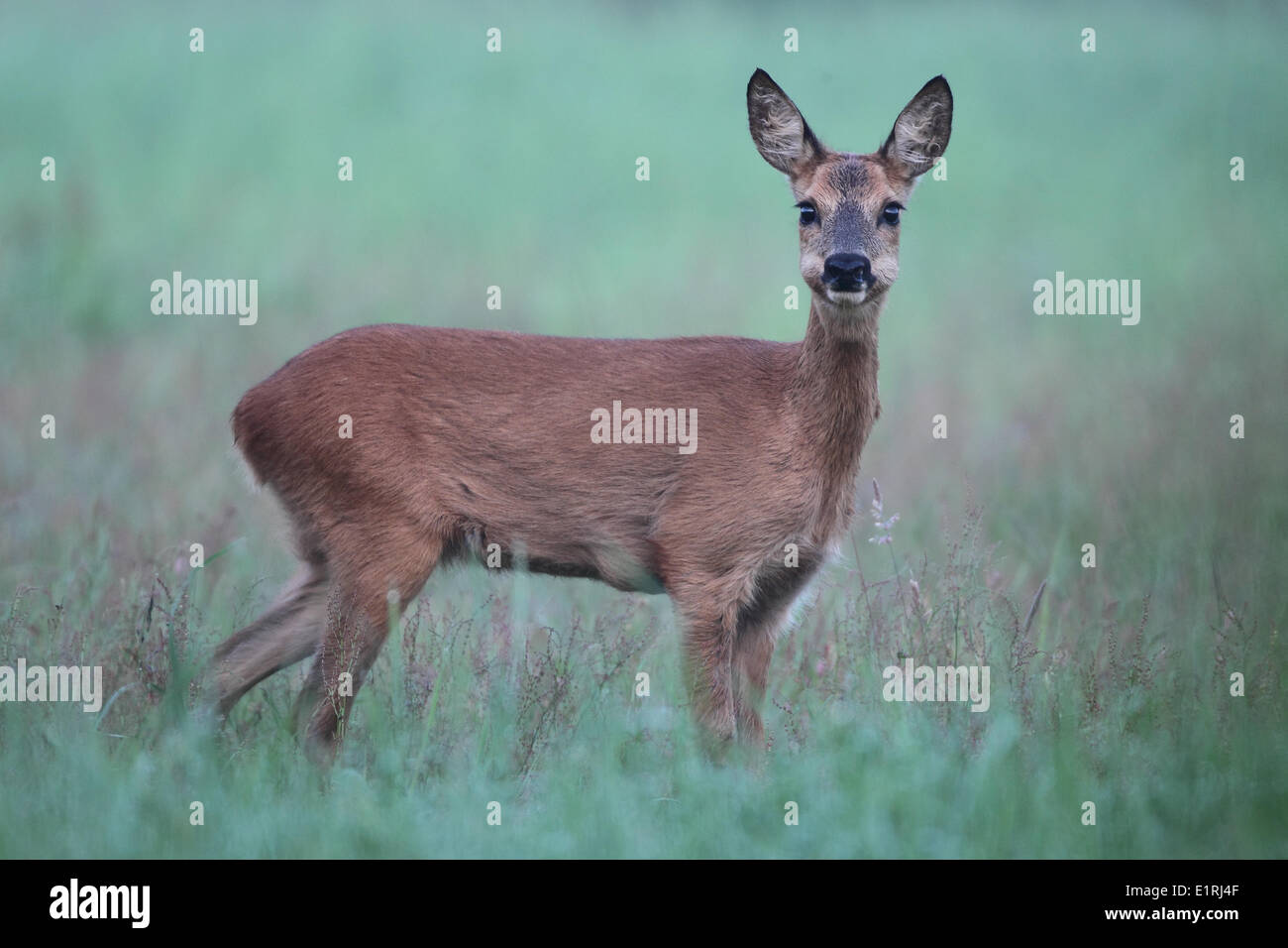 Be cautious hi-res stock photography and images - Alamy