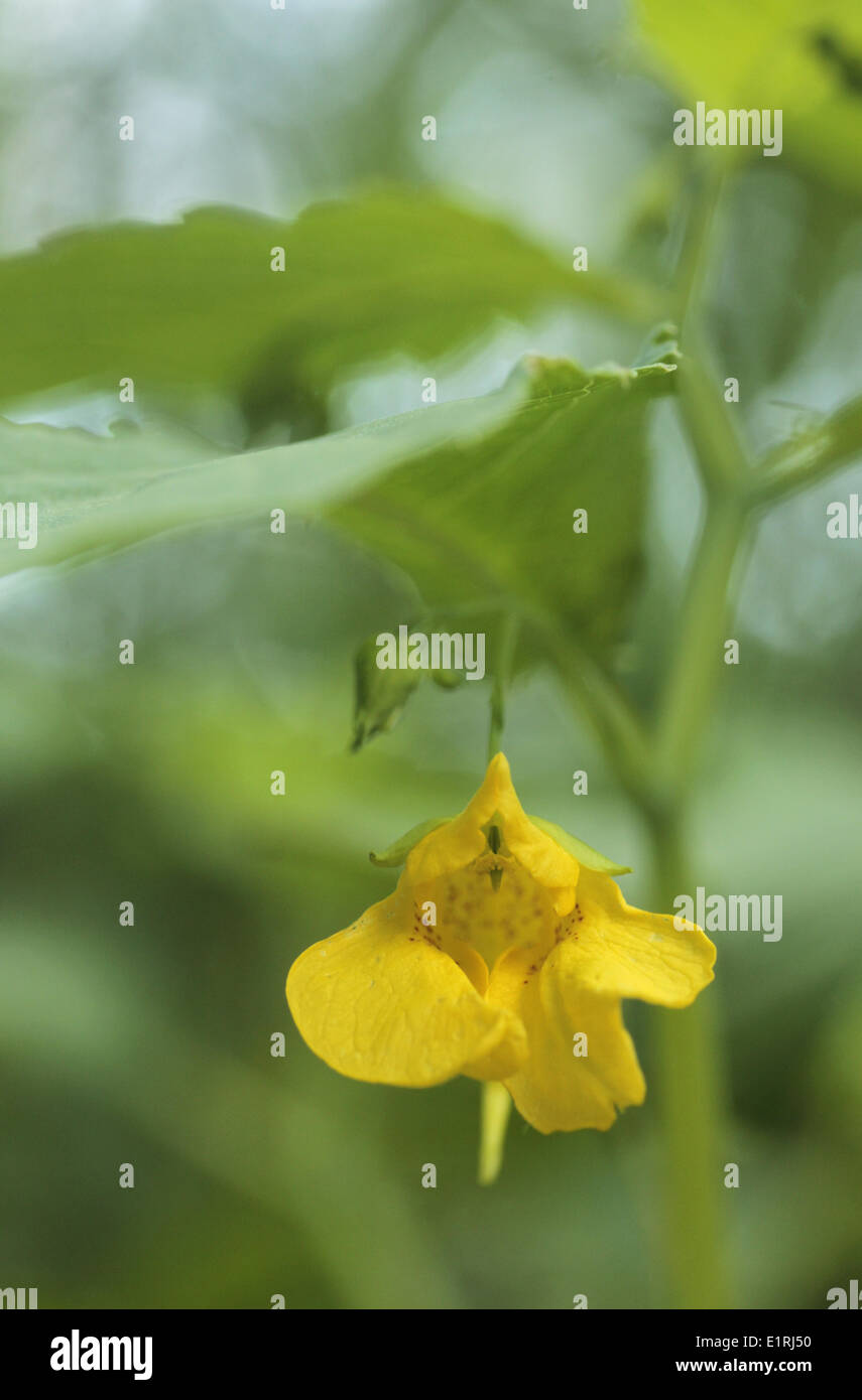 Noli me tangere detail hi-res stock photography and images - Alamy