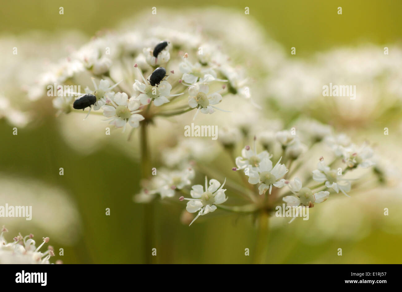 Cowbane hi-res stock photography and images - Alamy