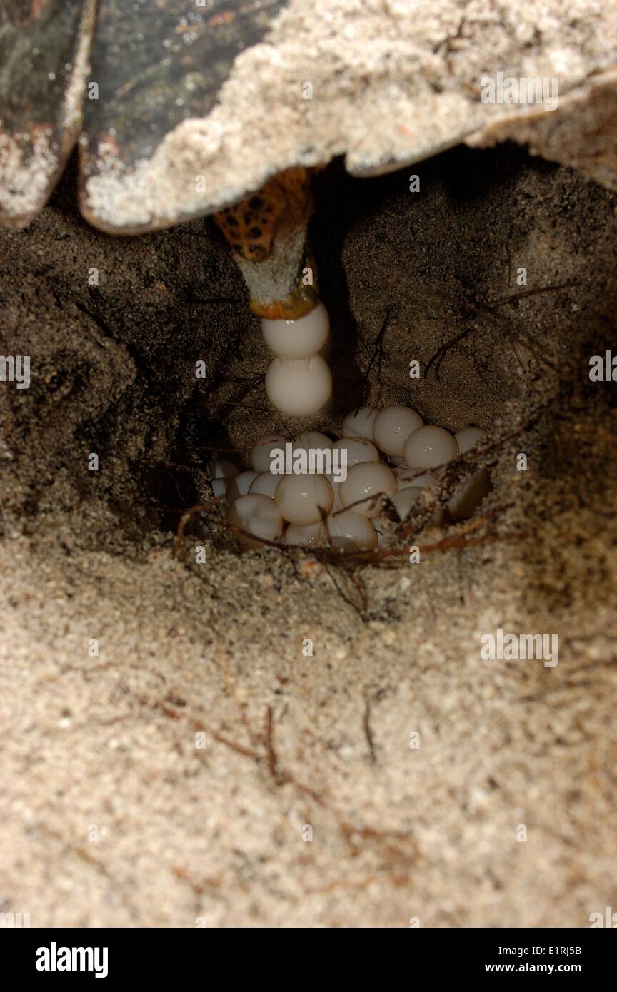 Hawksbill sea turtle laying eggs hi-res stock photography and images ...