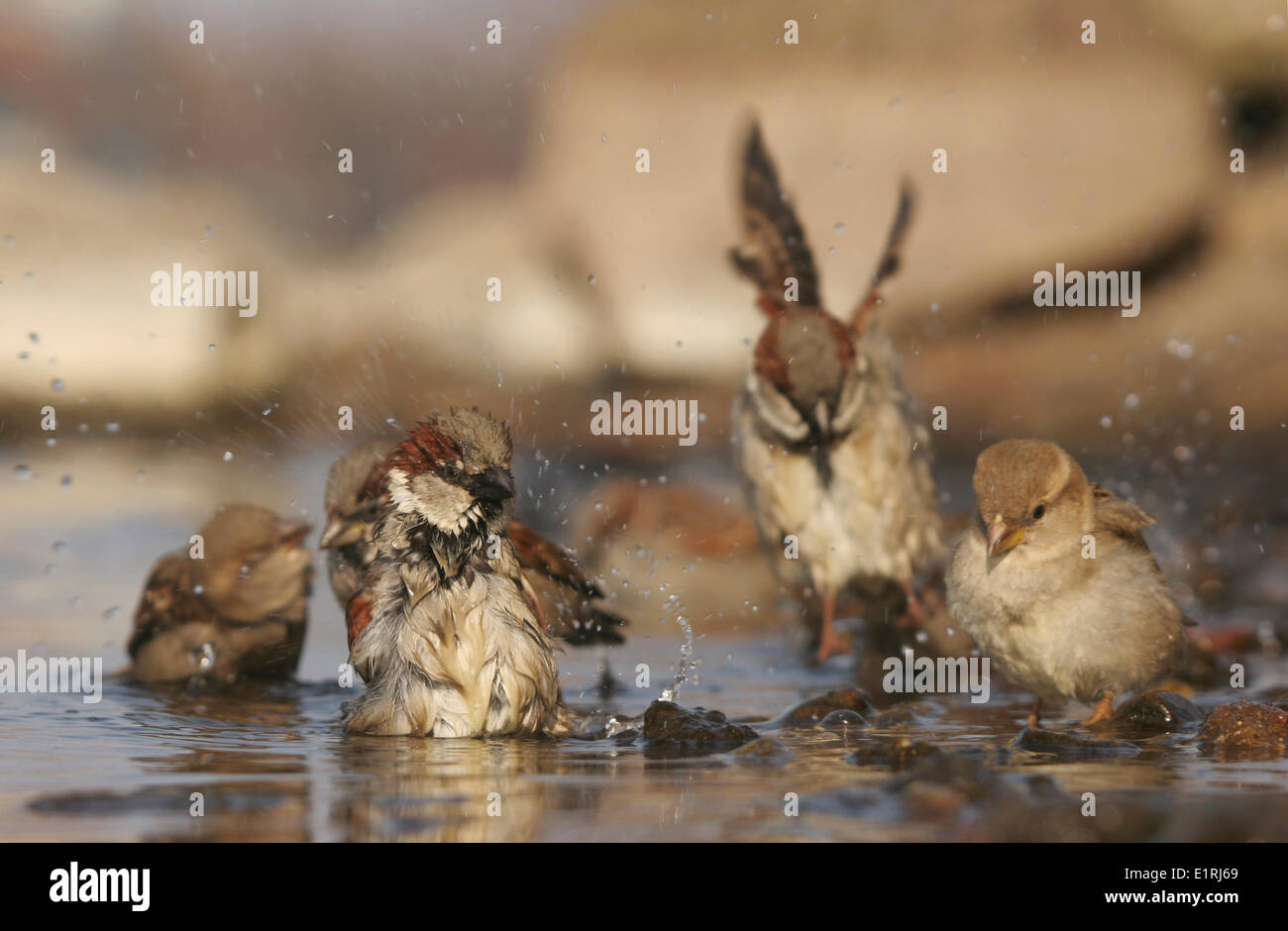 Six sparrows hi-res stock photography and images - Alamy
