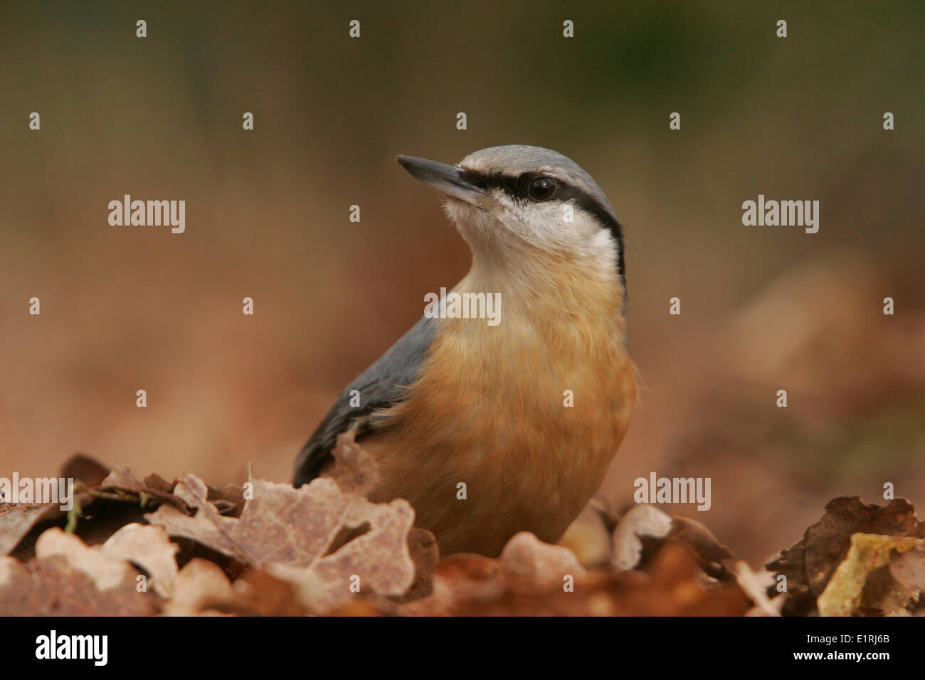 Portrait of an European nuthatch Stock Photo - Alamy