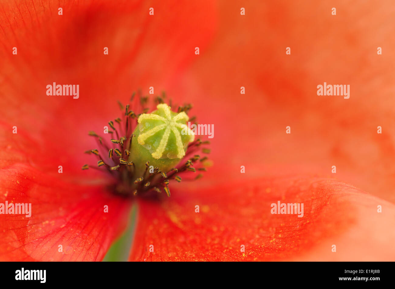 Long stigma hi-res stock photography and images - Alamy