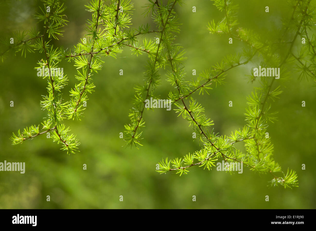 Spring vegetation of larix hi-res stock photography and images - Alamy