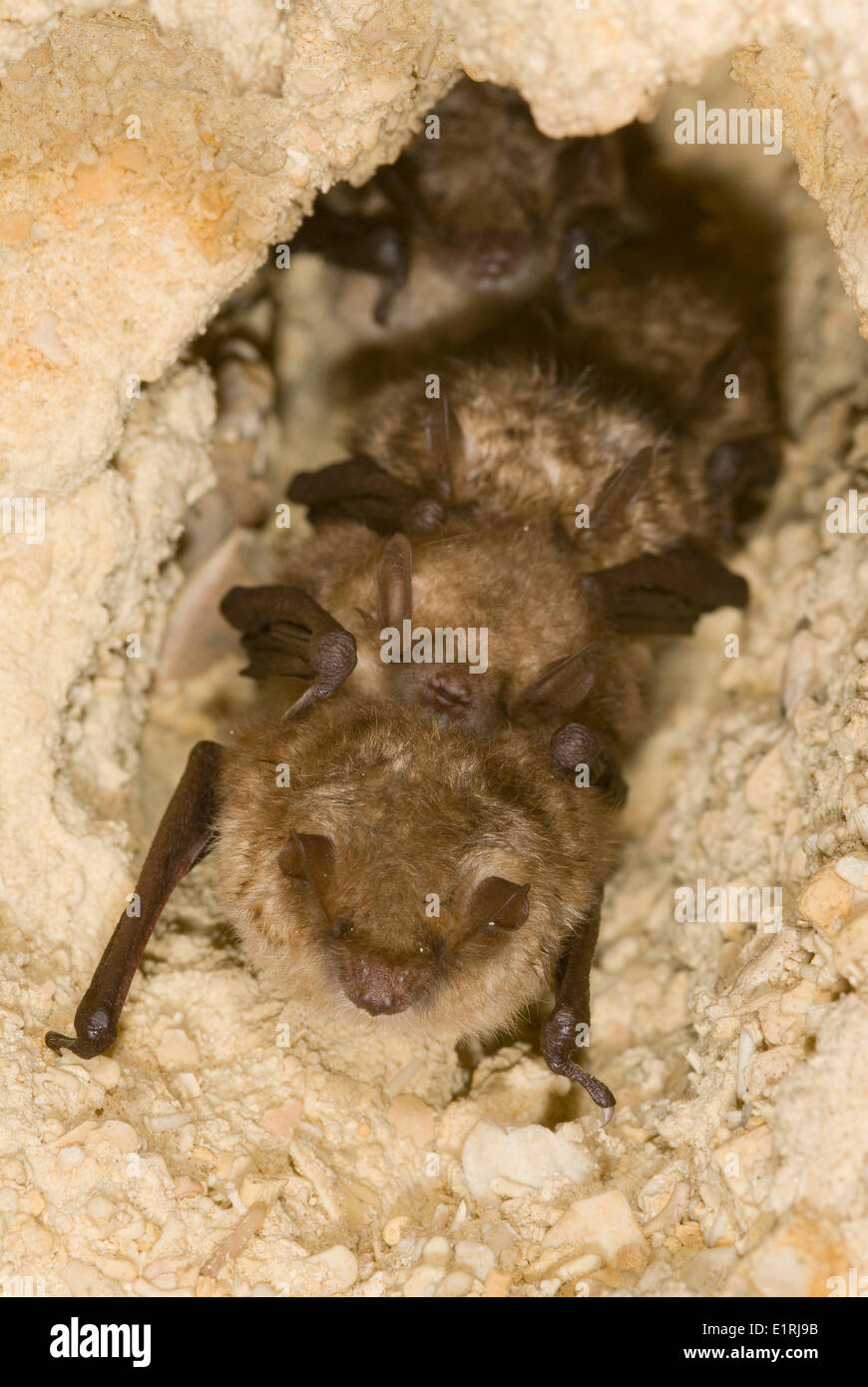 Row of hibernating geoffroy's bats in a limestone quarry Stock Photo ...