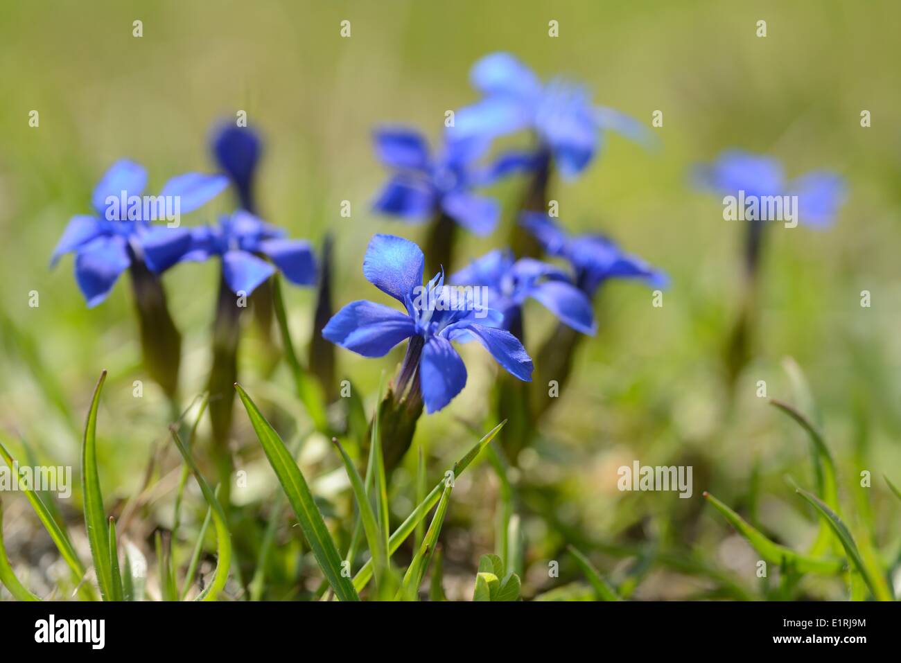 Royal blue gentian hi-res stock photography and images - Alamy