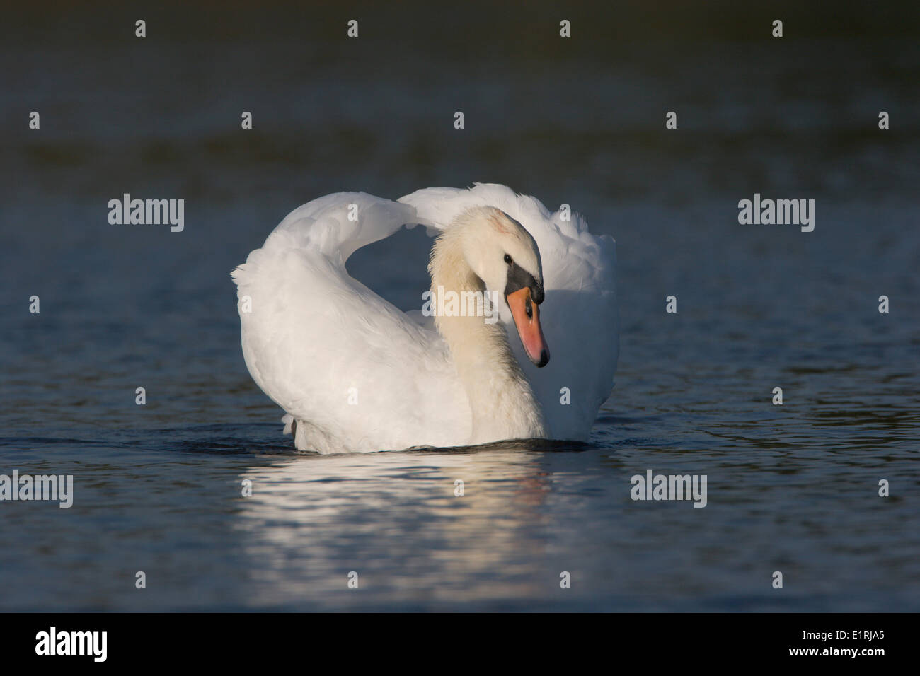 Swan position hi-res stock photography and images - Alamy