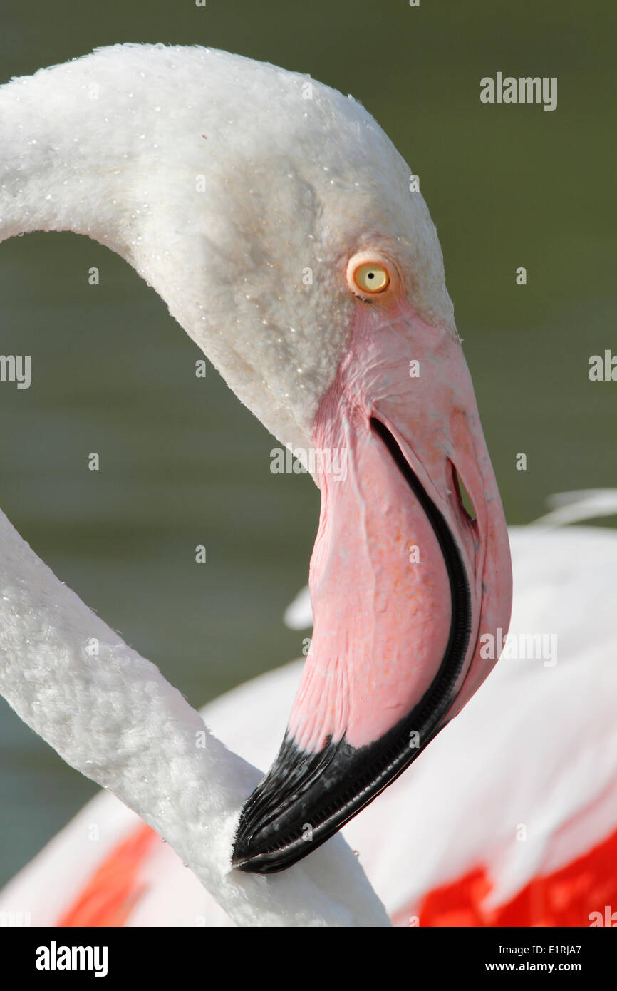 Flamingo cleaning hi-res stock photography and images - Alamy