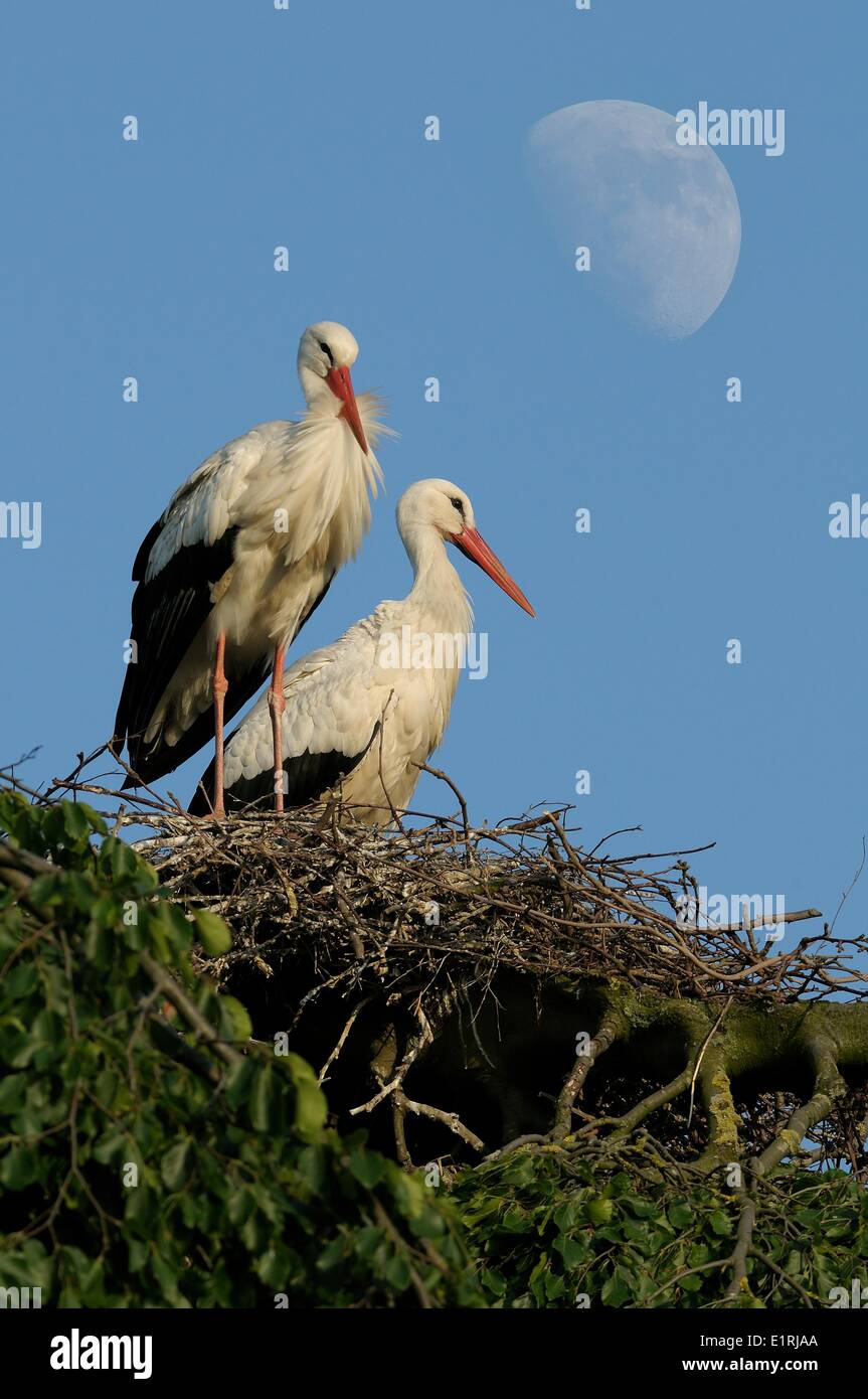 White Stork pair on nest in Weeping Beech Stock Photo - Alamy