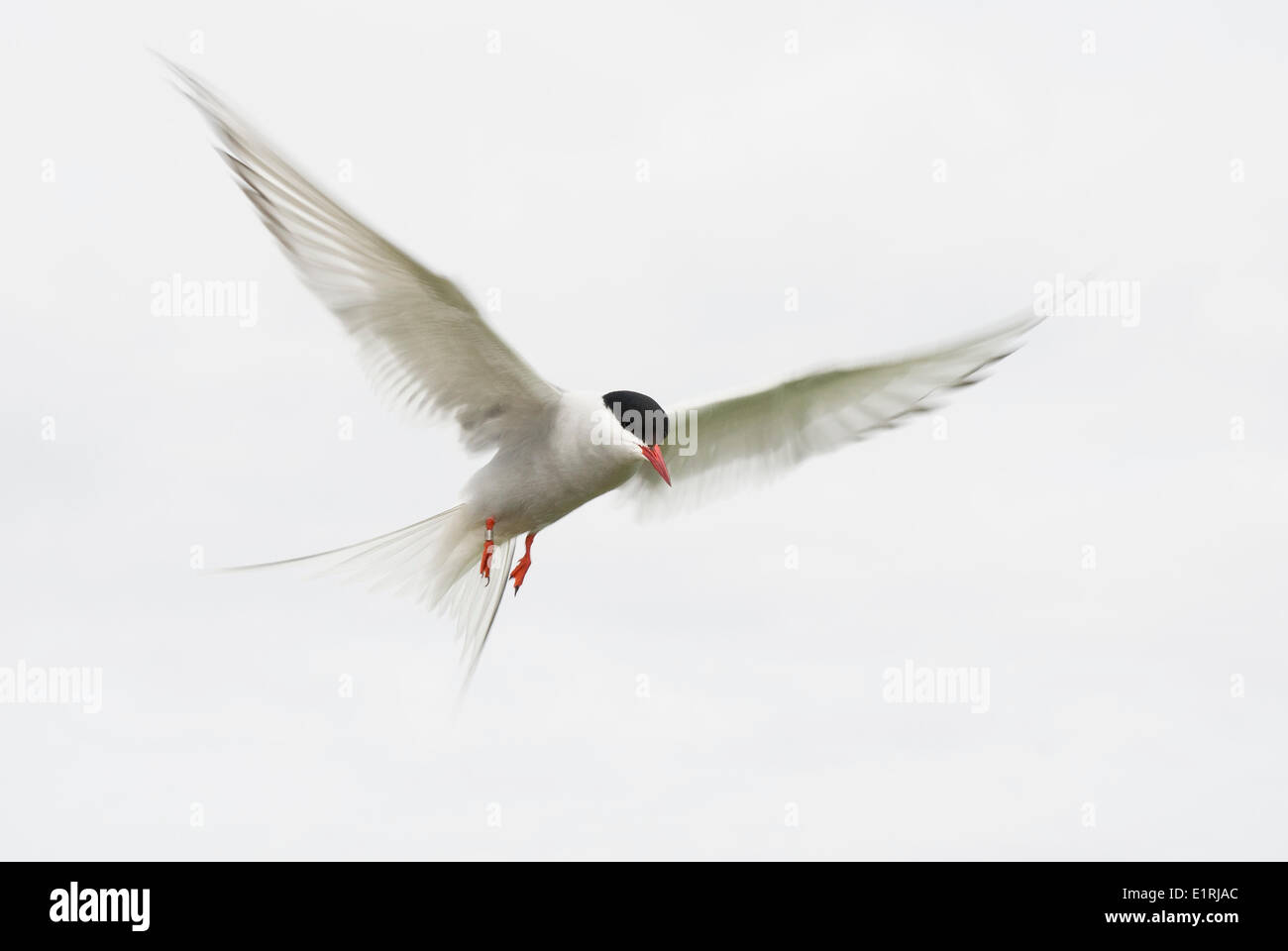 Flying arctic tern against white sky Stock Photo - Alamy