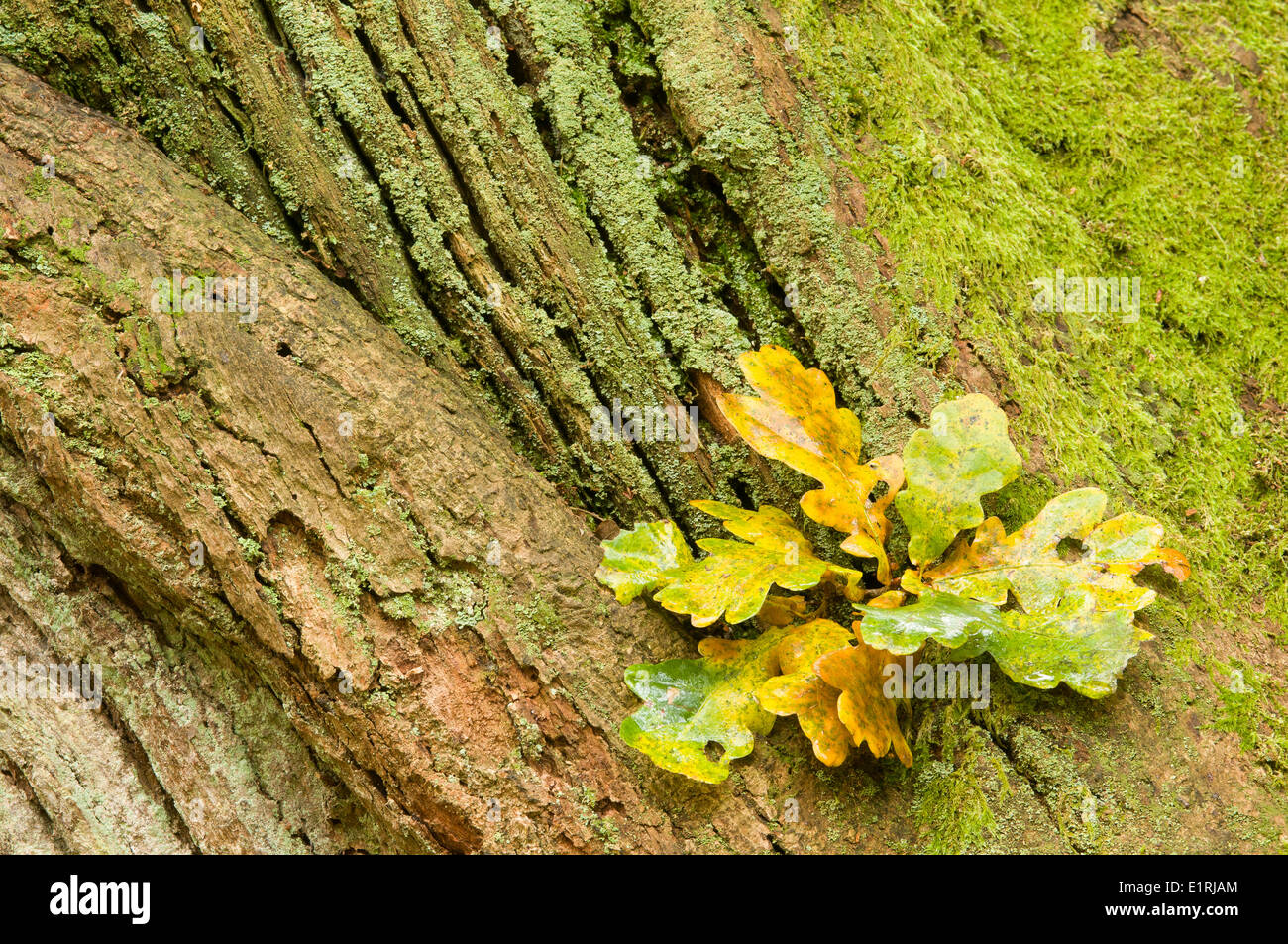 Oak leaves colours hi-res stock photography and images - Alamy