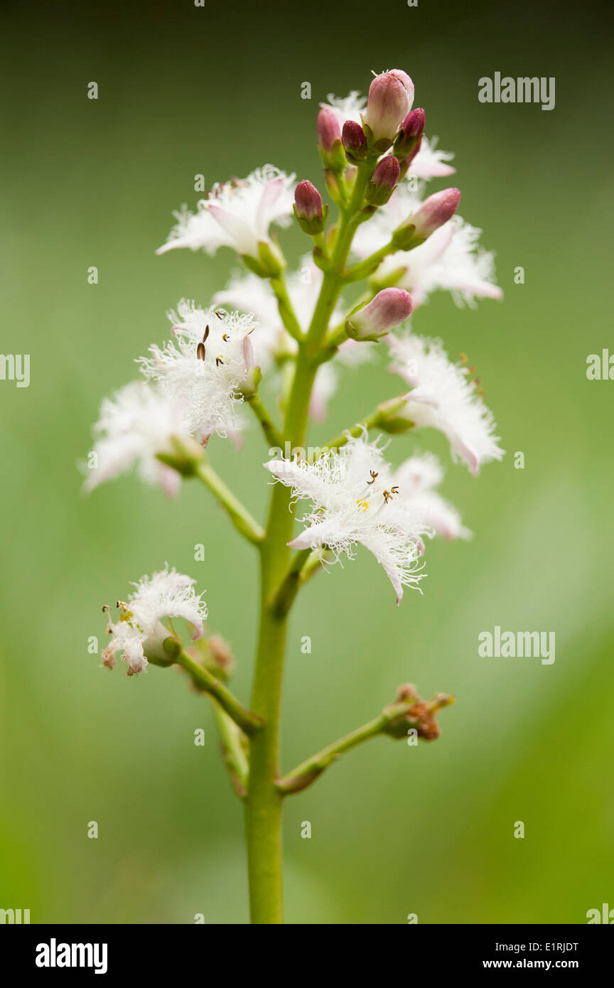 Flower of Bogbean Stock Photo - Alamy