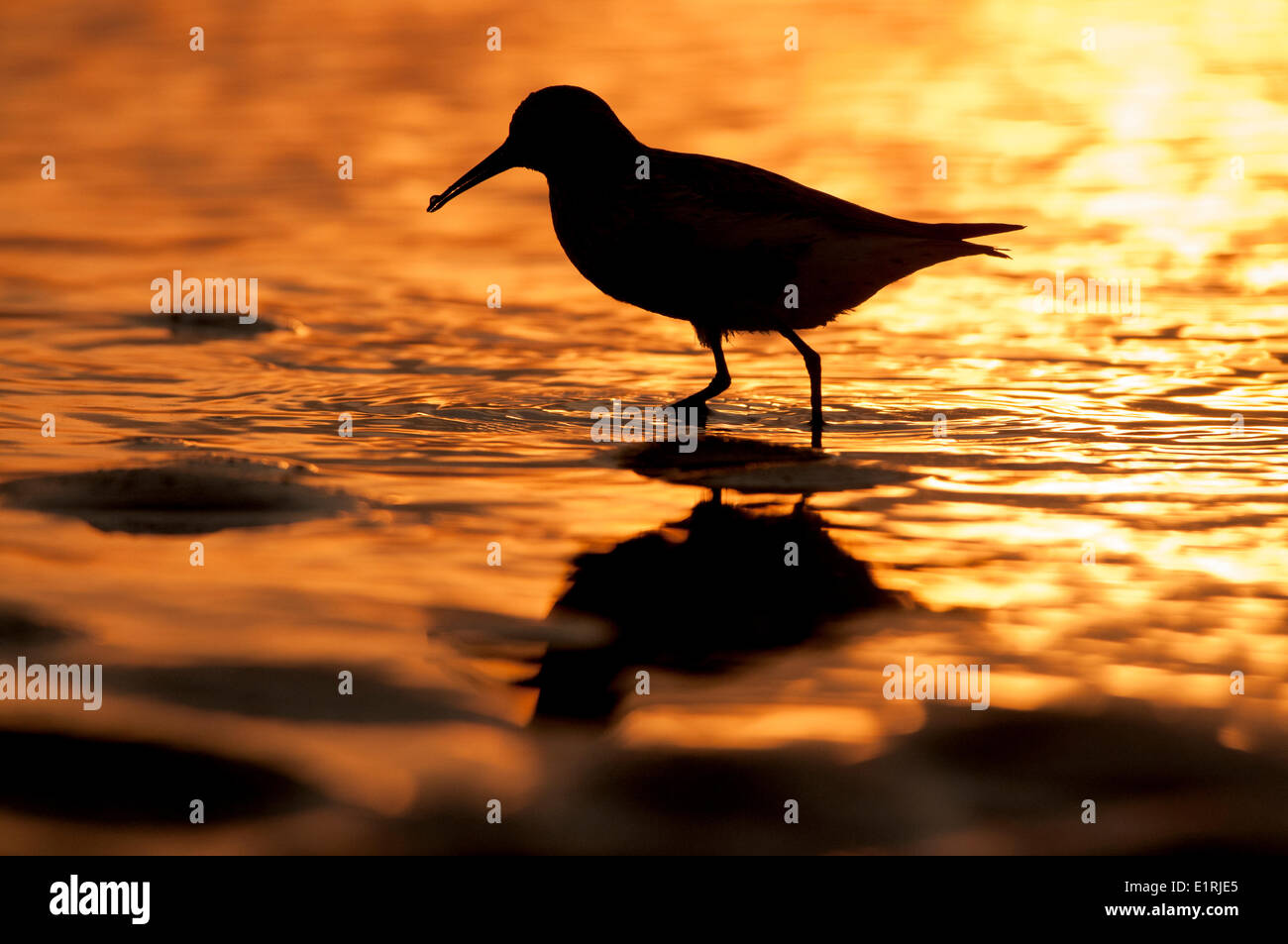 Silhouette of foraging dunlin in shallow water at sunset Stock Photo ...