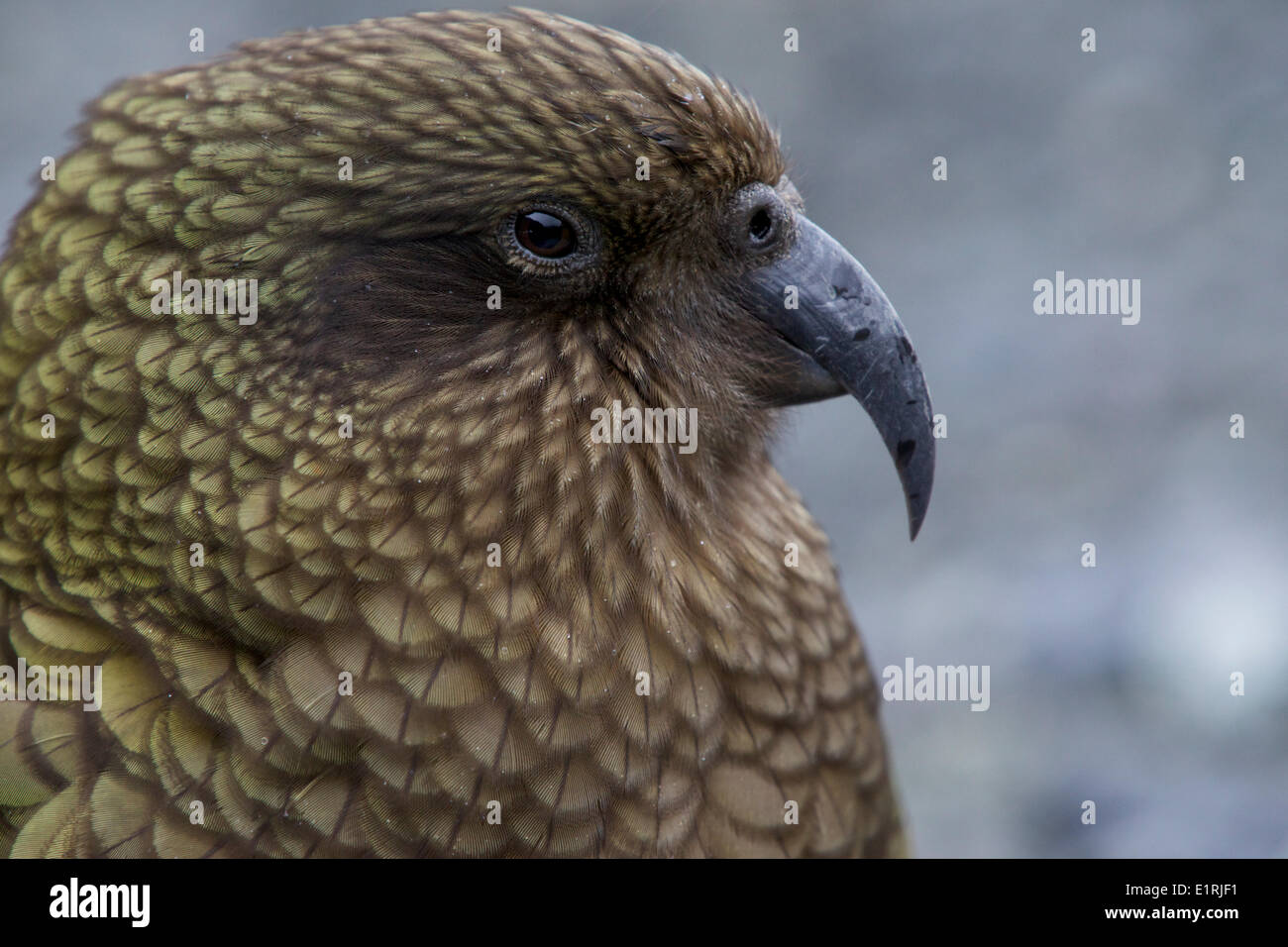 Portrait of the Kea, Nestor notabilis Stock Photo - Alamy