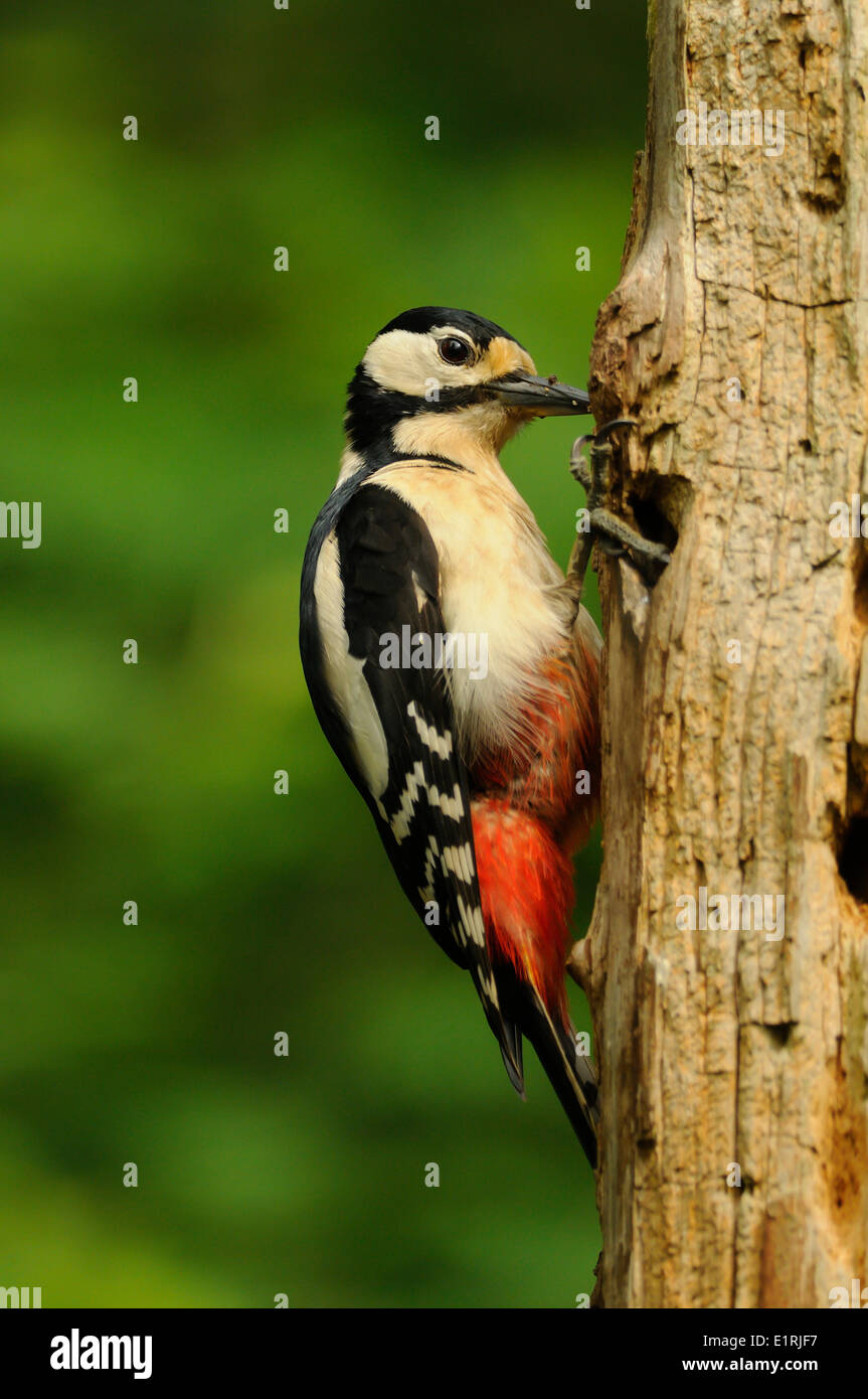 Great Spotted Woodpecker hiding food Stock Photo - Alamy
