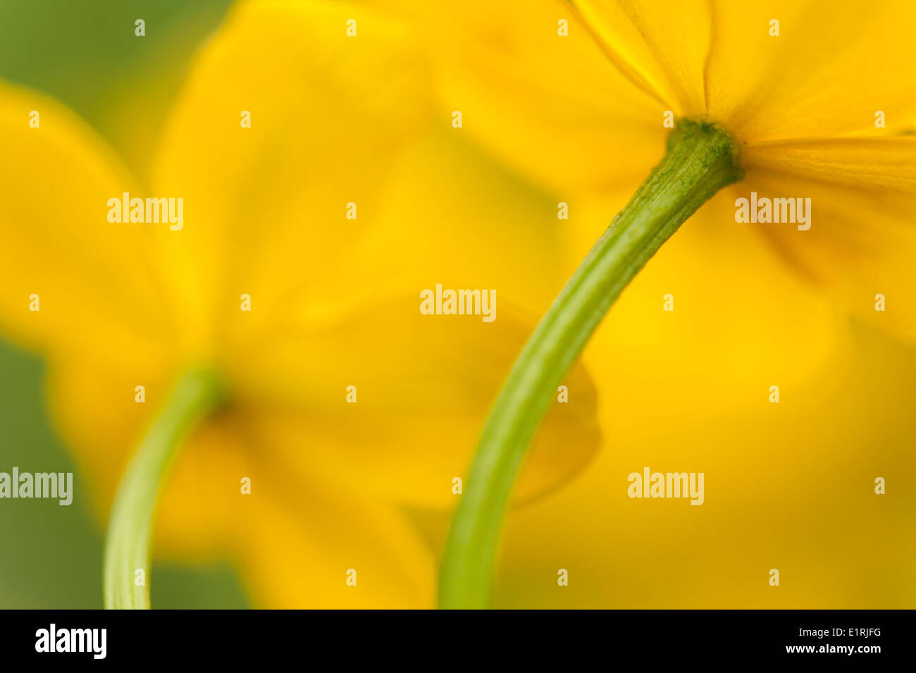 Underside of flowers hi-res stock photography and images - Alamy