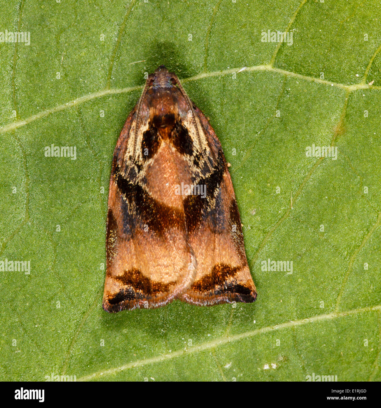 Tortrix moths hi-res stock photography and images - Alamy