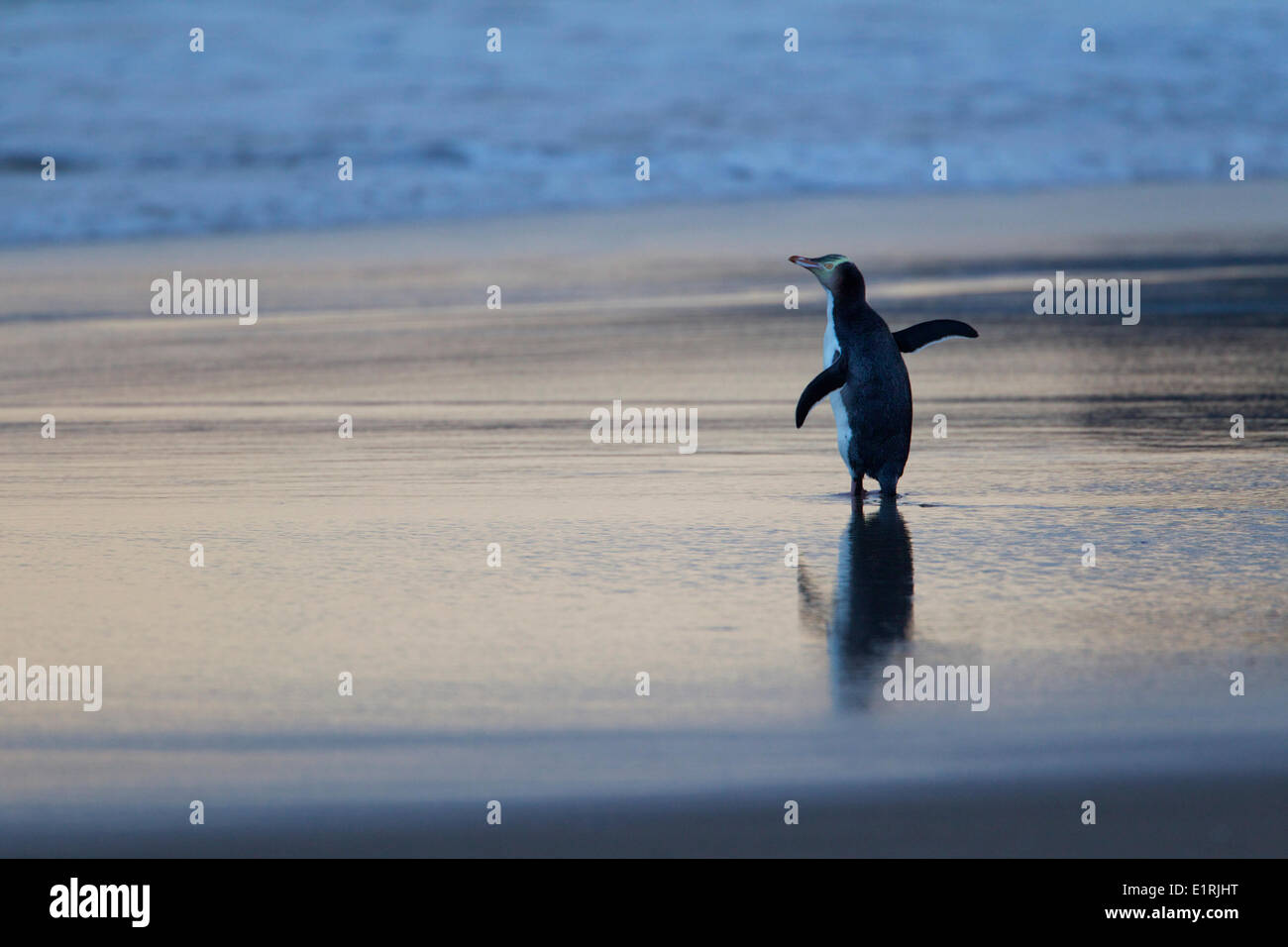 The most rare penguin on earth, with only 1800 breeding couples left ...