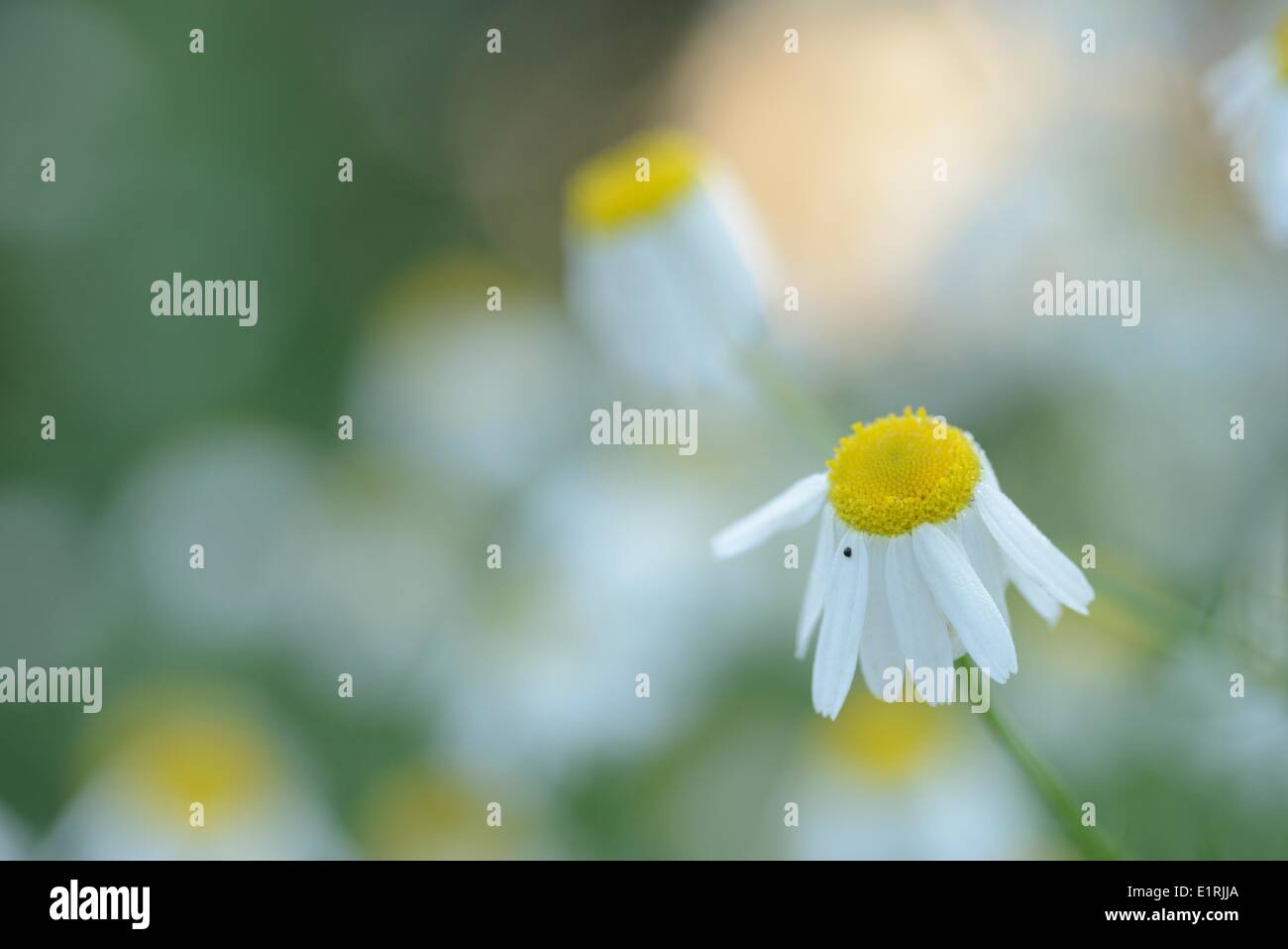 Flowering Scentless Mayweed early in the morning Stock Photo - Alamy