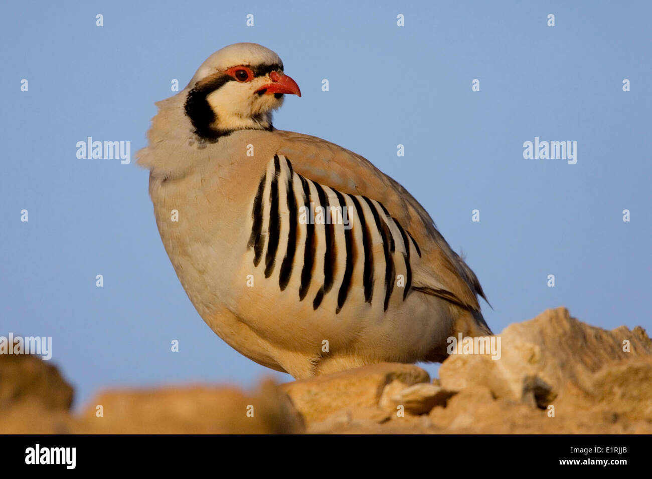 Chukar looking round sitting in the sand with a blue sky background ...