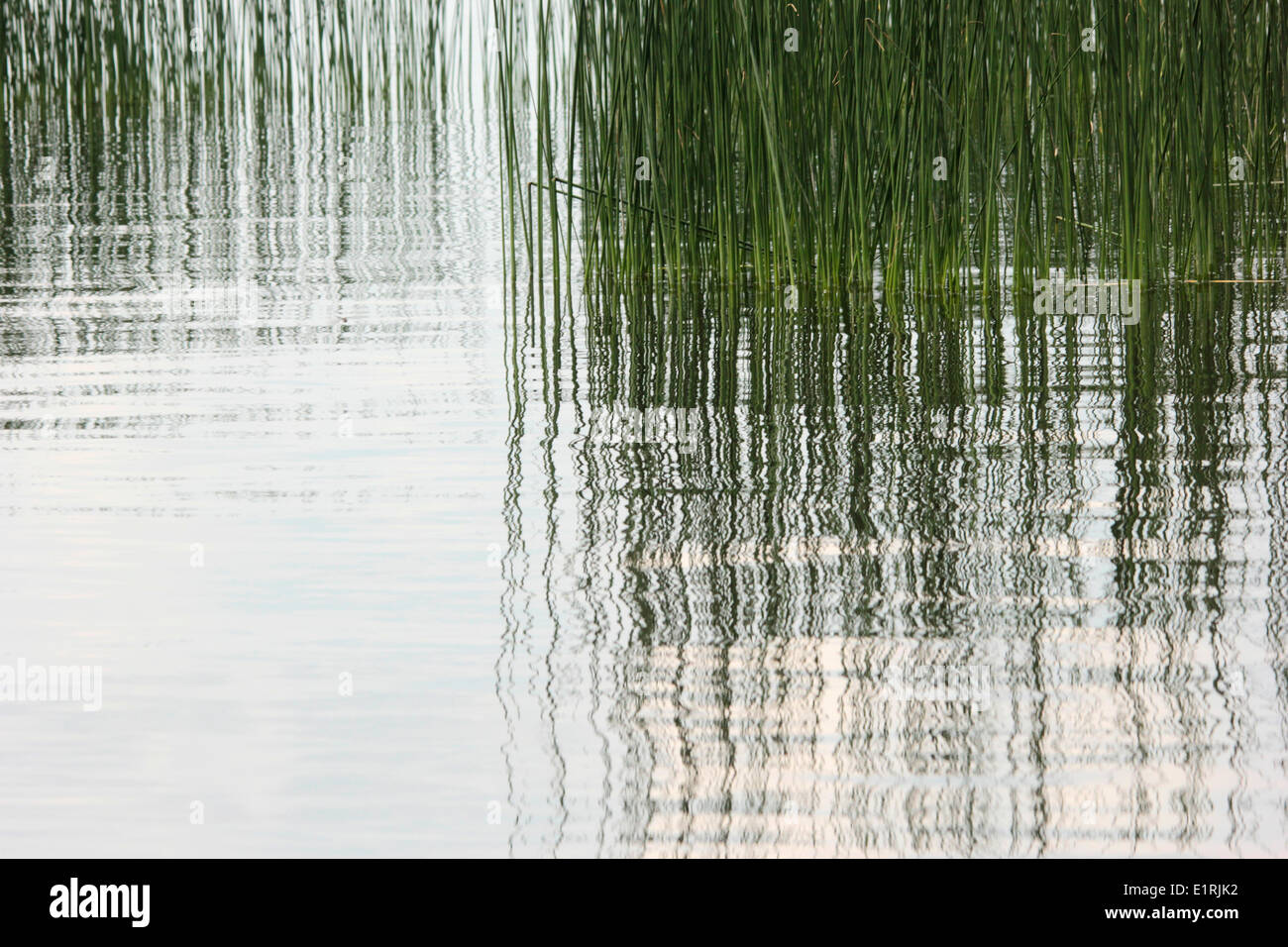 Common Tule in open water Stock Photo - Alamy