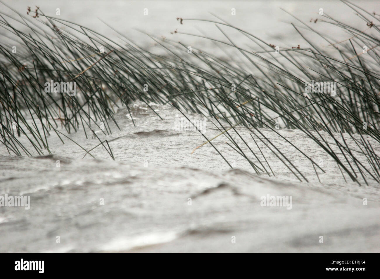 Common Tule in open water Stock Photo - Alamy