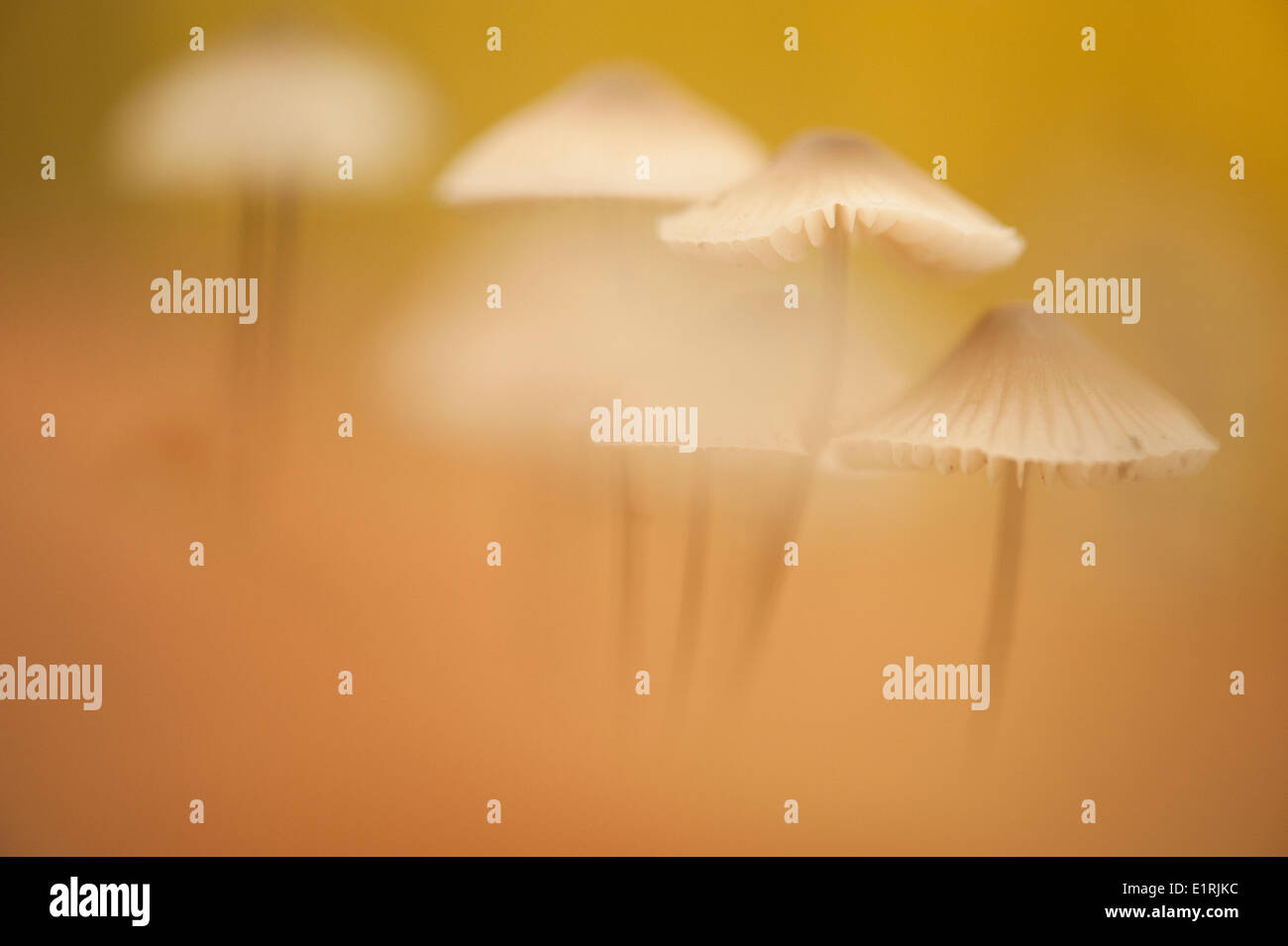 Group of angel's bonnets in a dreamy setting Stock Photo - Alamy