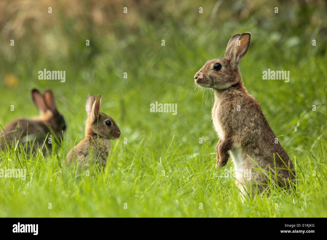 Rabbits, female with two youngsters, on a grasland Stock Photo - Alamy