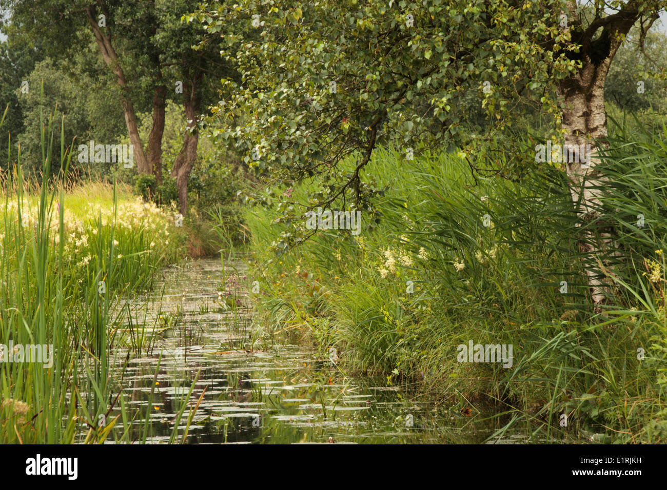Clean ditch with vegetation in the Weerribben Stock Photo - Alamy