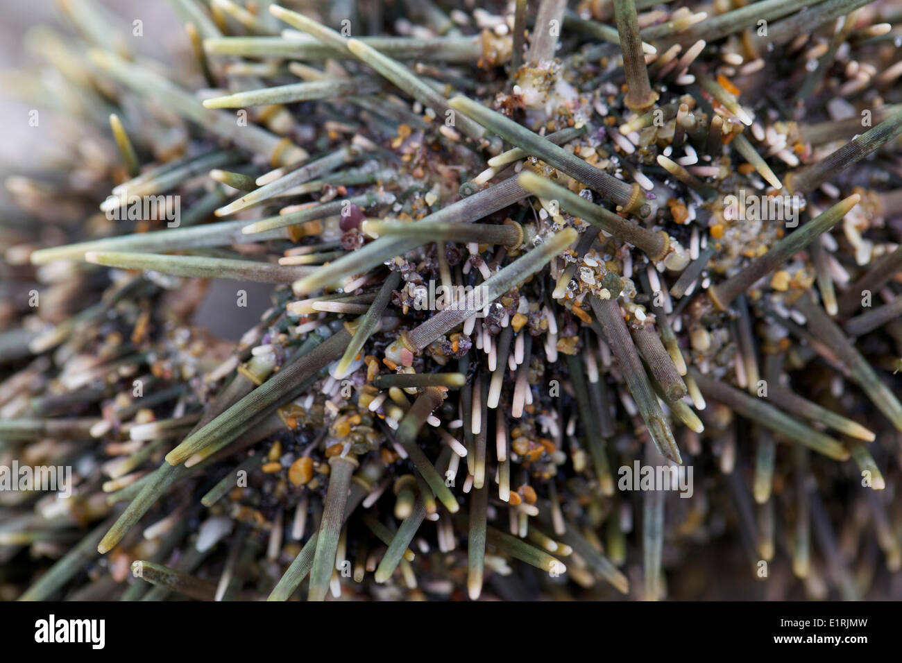 Sea urchin sea potato echinocardium hi-res stock photography and images ...