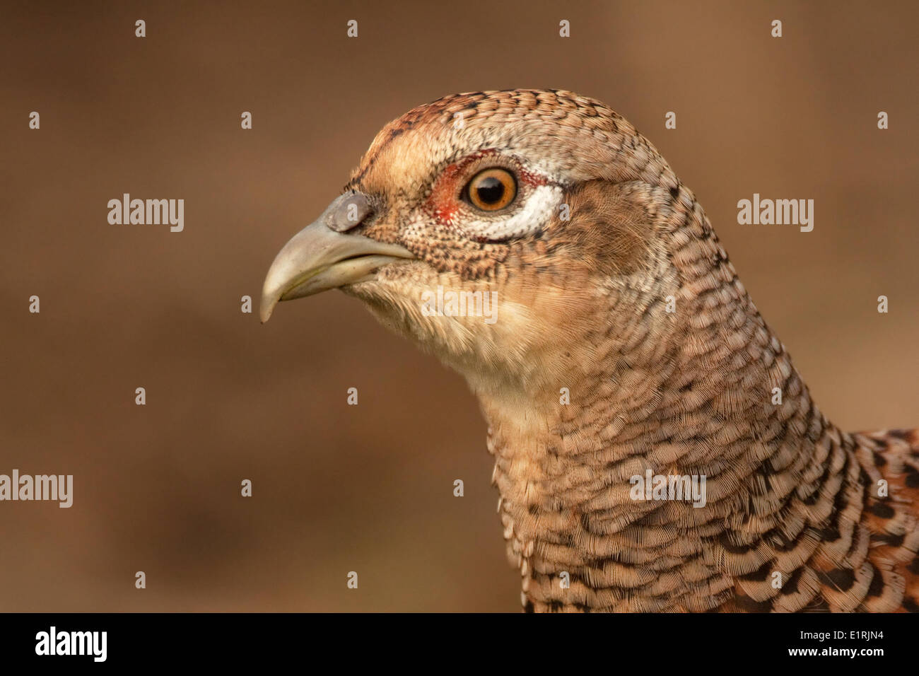 Portrait of a female pheasant Stock Photo - Alamy