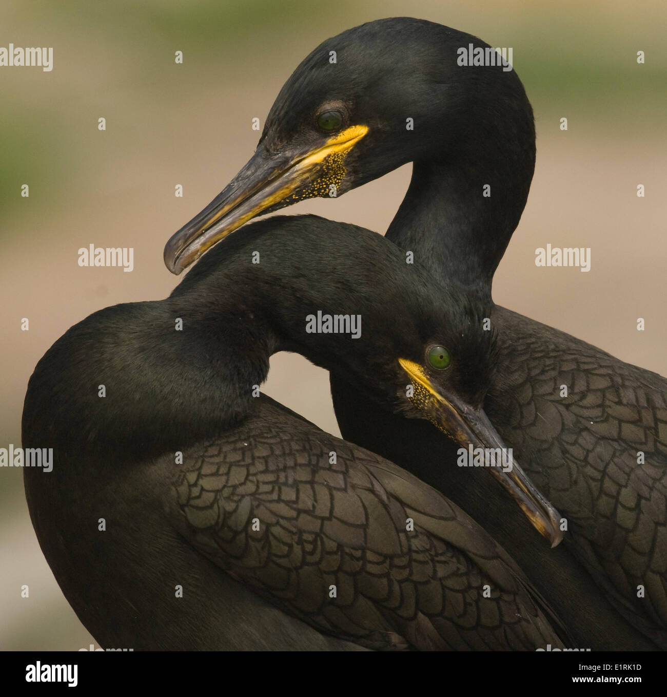 Two preening Shags (Phalacrocorax aristotelis Stock Photo - Alamy