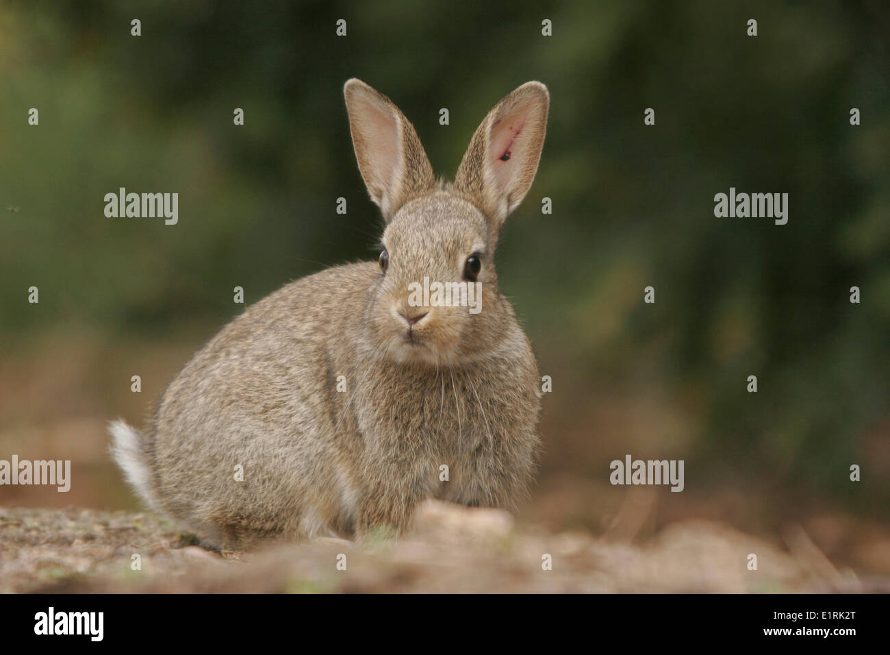 Rabbit sitting on the forest ground, frontal view Stock Photo - Alamy