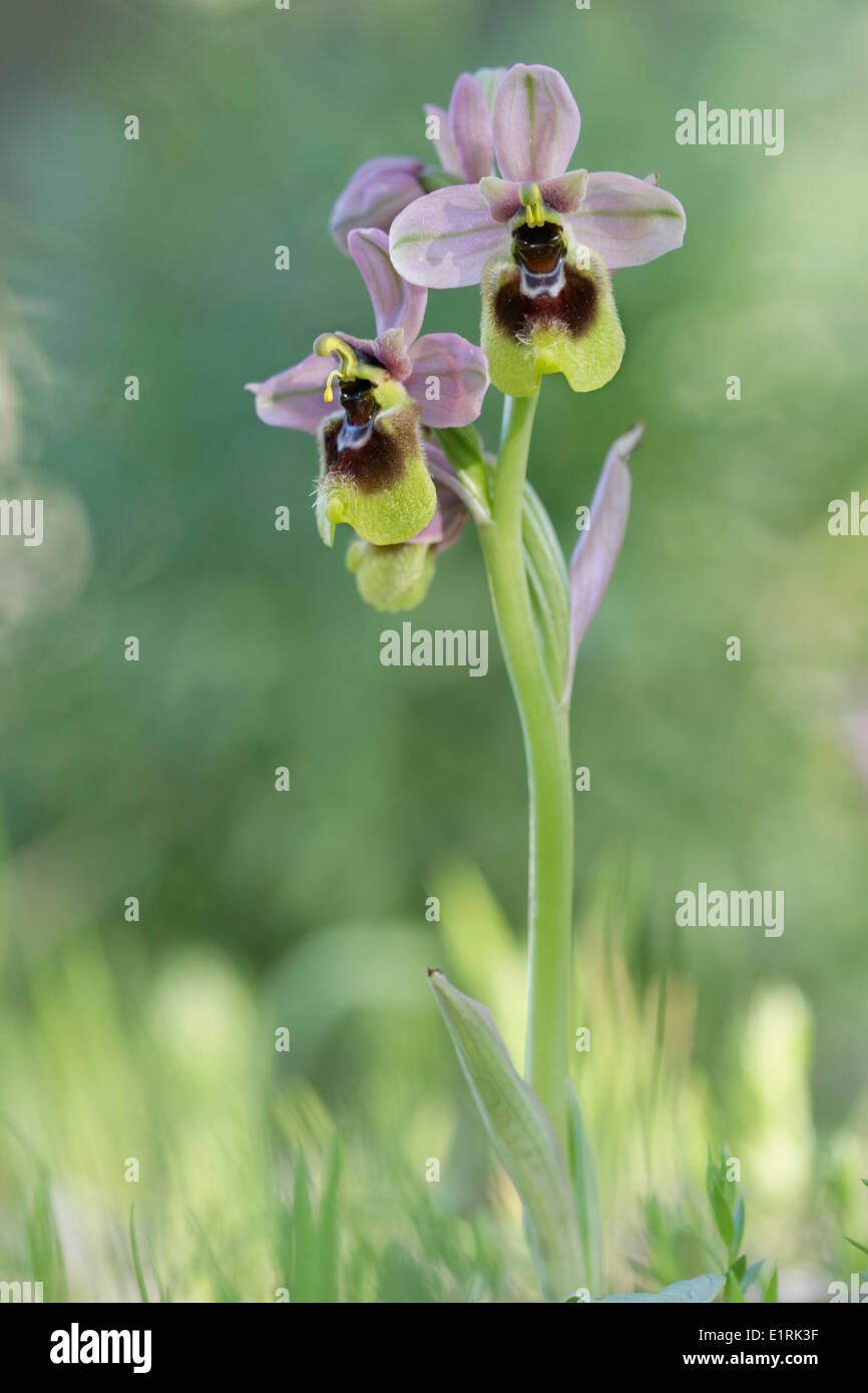 Ophrys tenthredinifera grandiflora hi-res stock photography and images ...