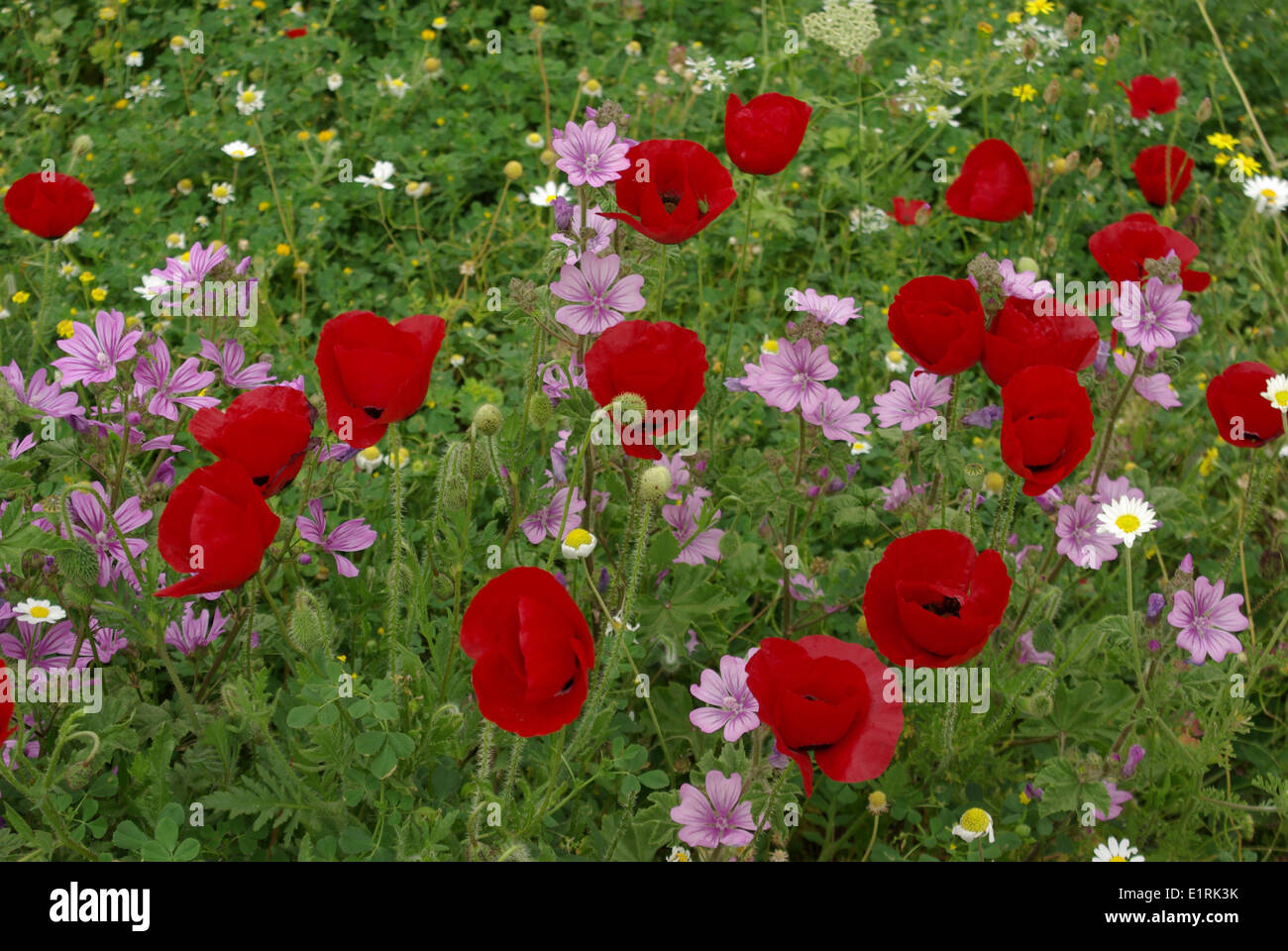 Purple poppy mallow hi-res stock photography and images - Alamy