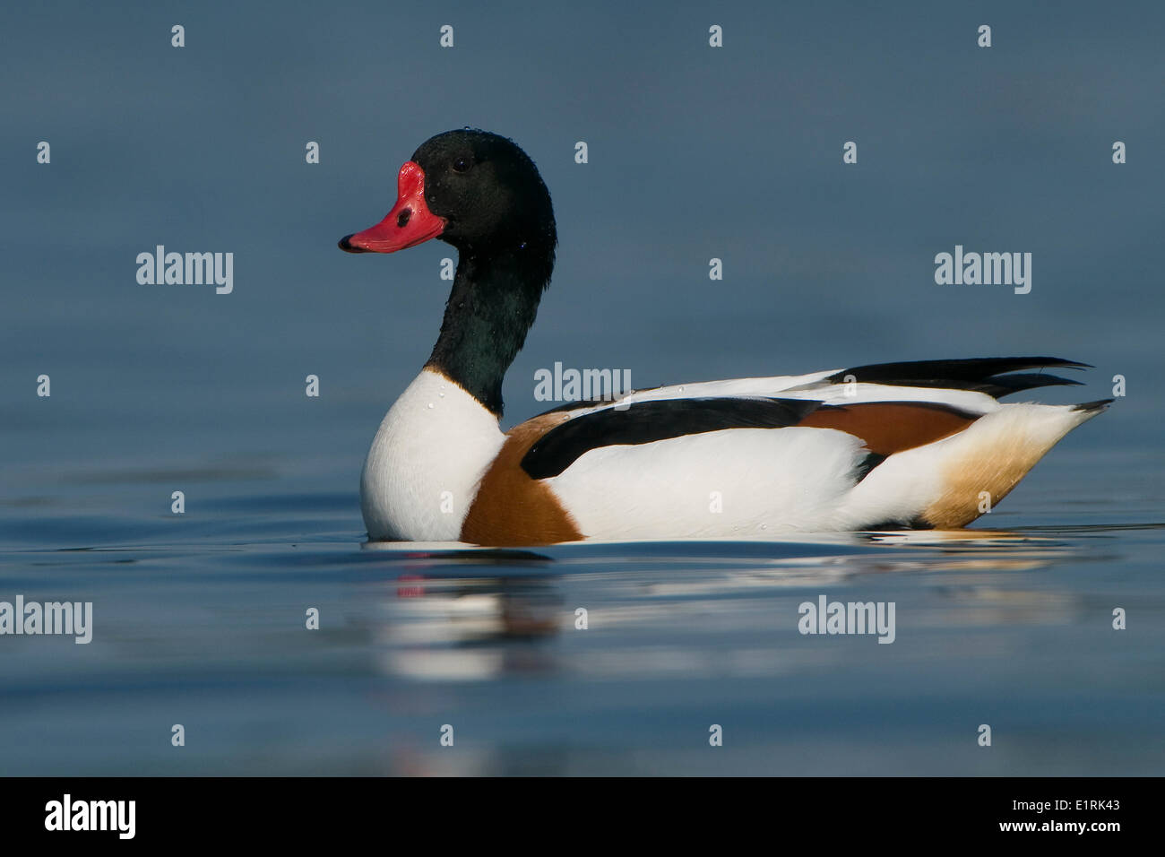 male Common Shelduck swimming side view Stock Photo - Alamy