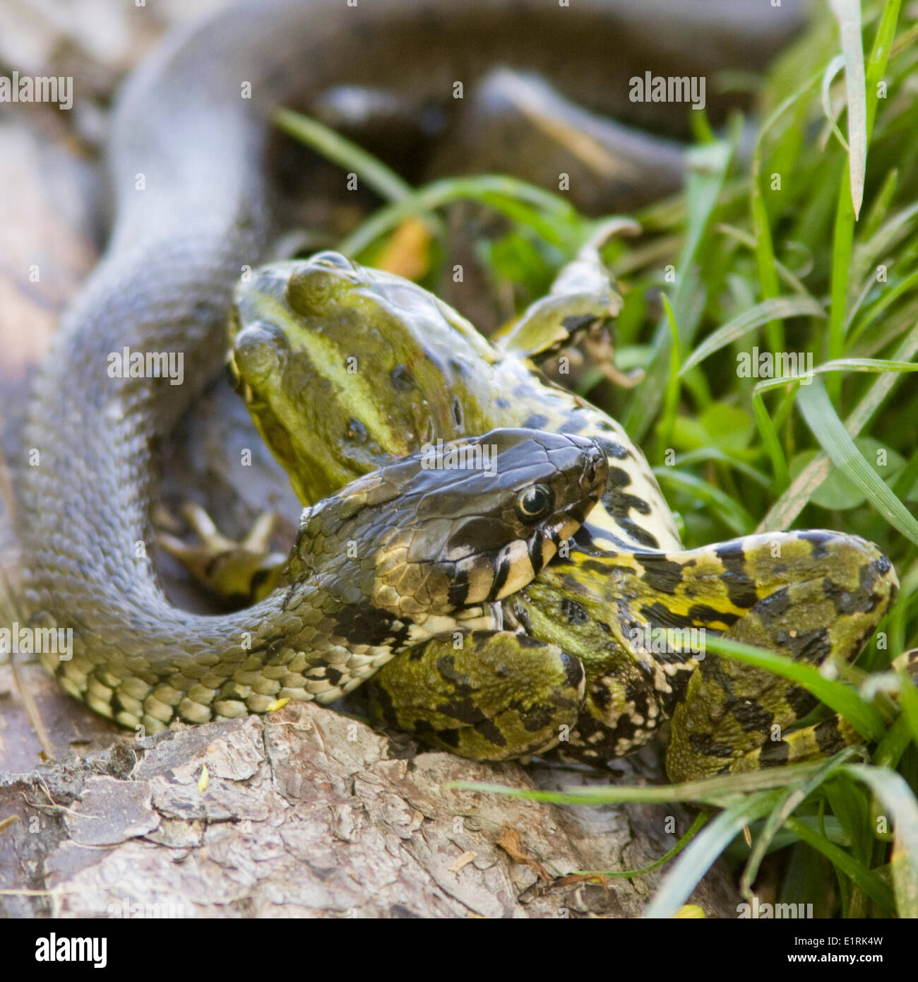 Grass snake frog High Resolution Stock Photography and Images - Alamy