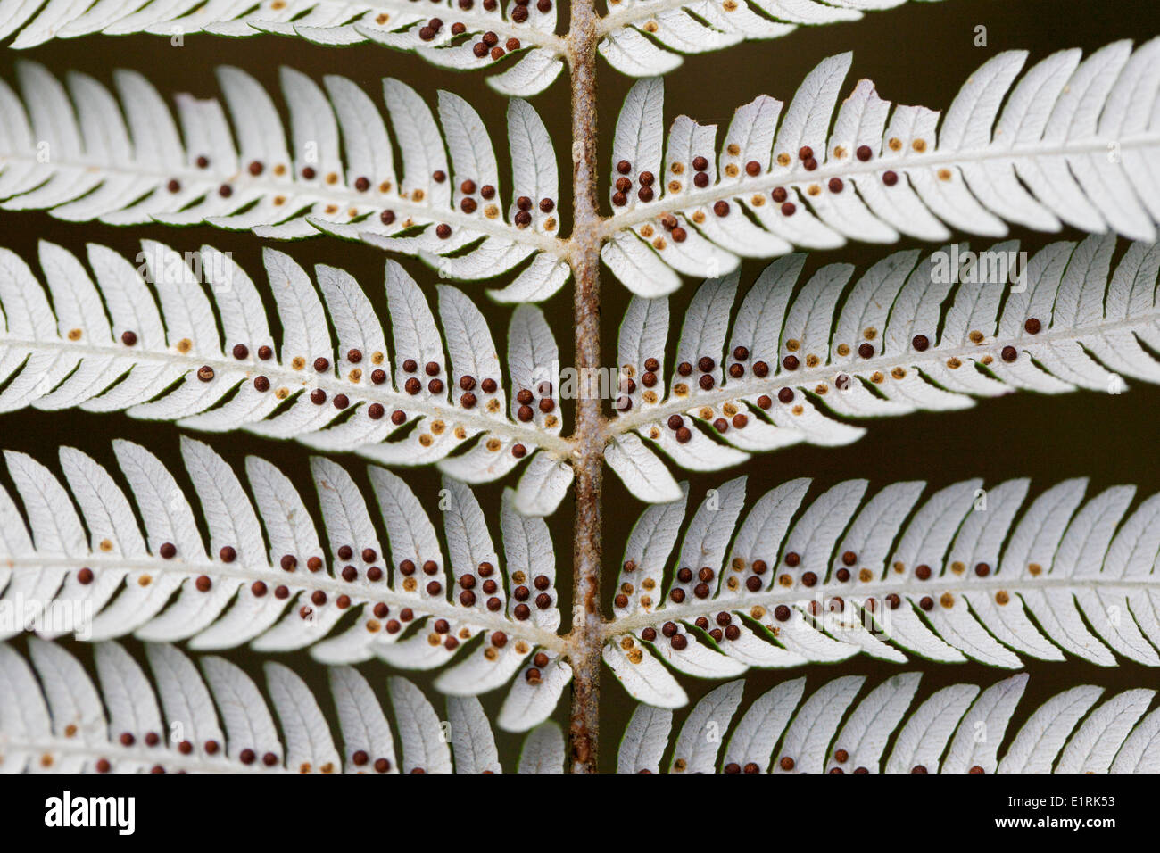 Fern Seed High Resolution Stock Photography and Images - Alamy